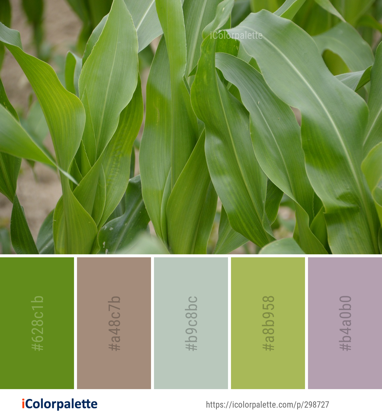 Color Palette Ideas from Leaf Plant Grass Image | iColorPalette