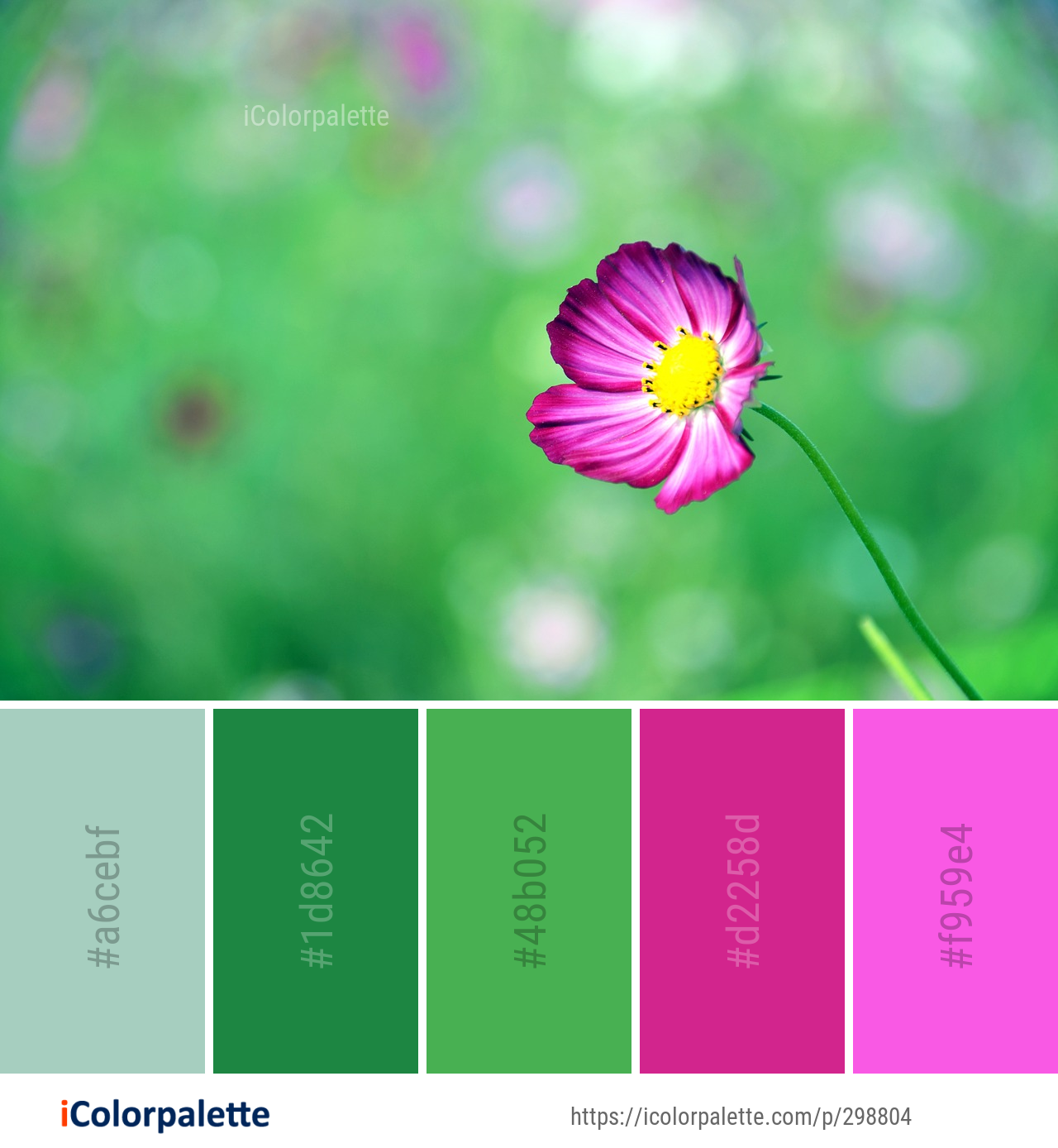 Color Palette Ideas from Flower Flora Garden Cosmos Image | iColorpalette