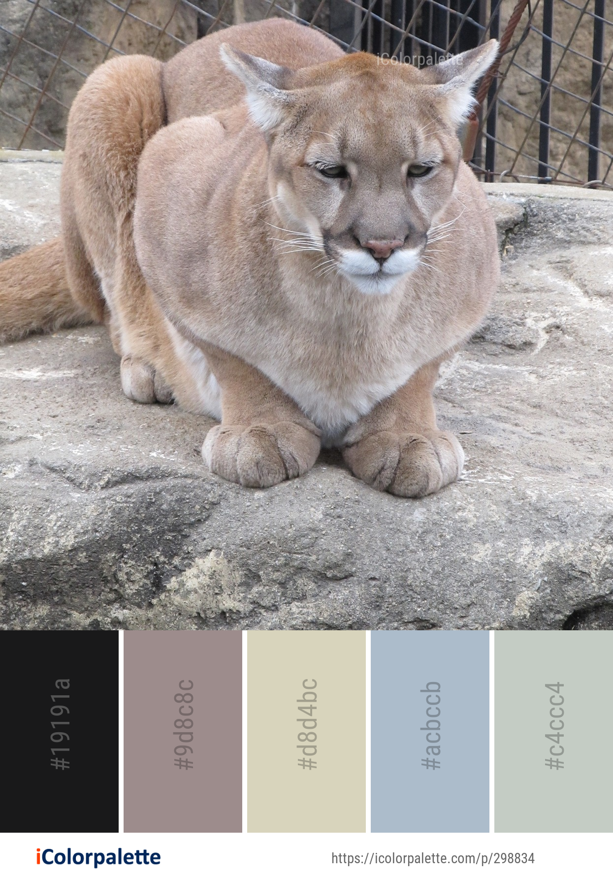 Color Palette Ideas from Mammal Wildlife Cougar Image | iColorpalette