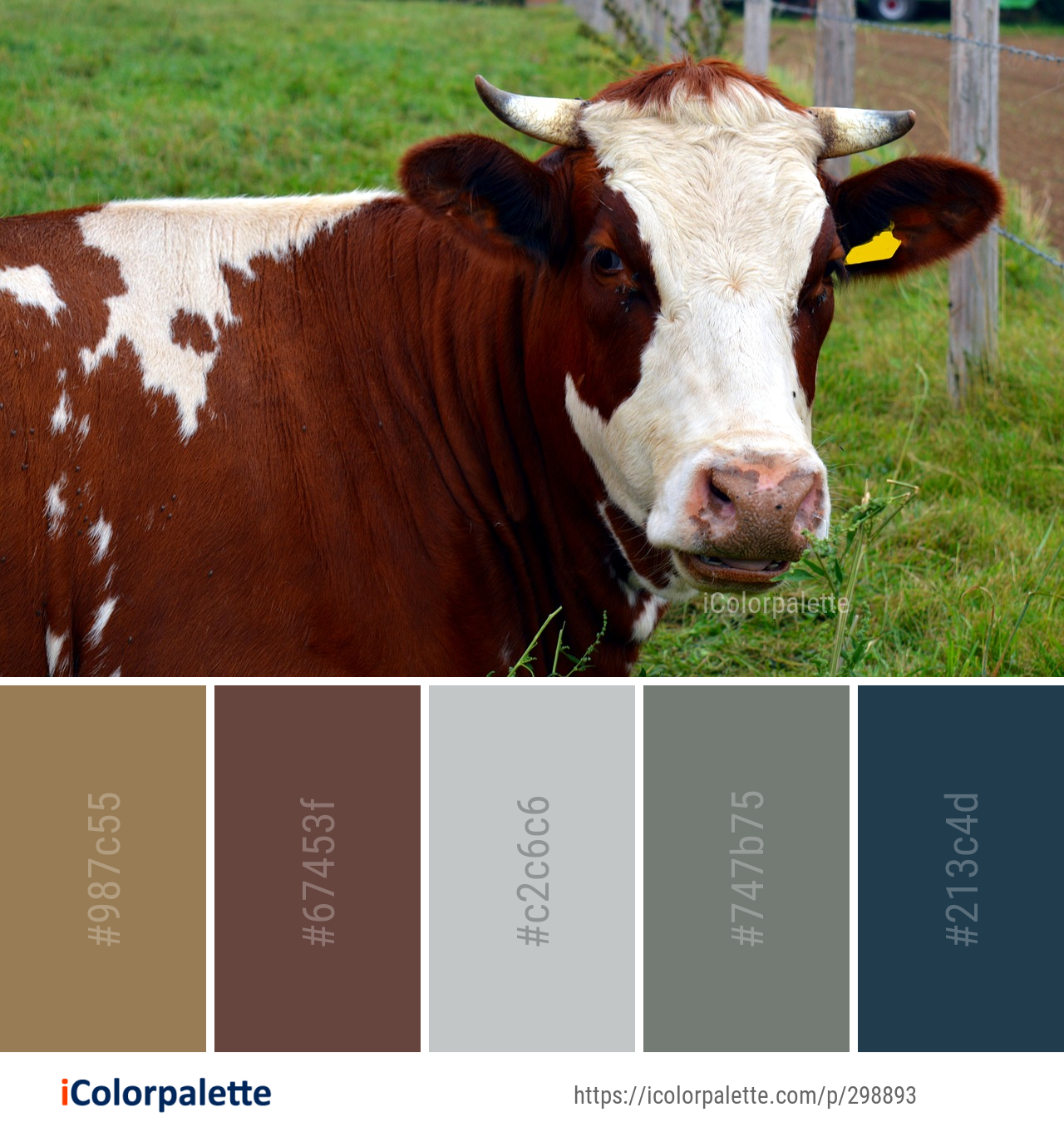 Color Palette Ideas from Cattle Like Mammal Dairy Cow Fauna Image ...
