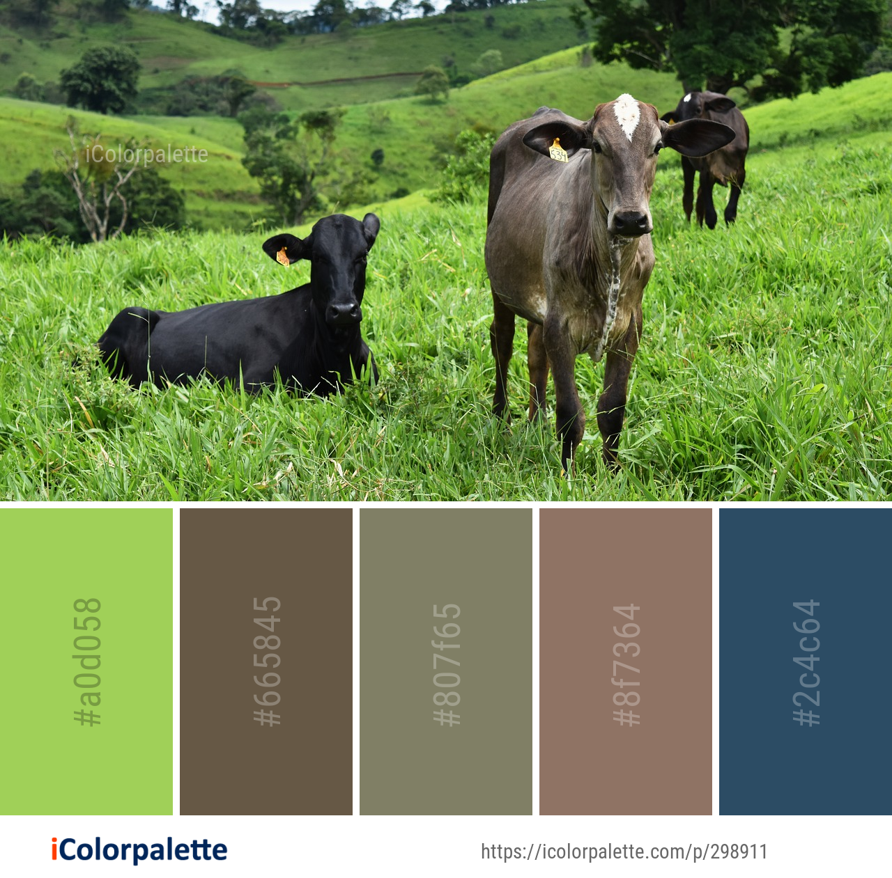 Color Palette Ideas from Pasture Cattle Like Mammal Grassland Image ...