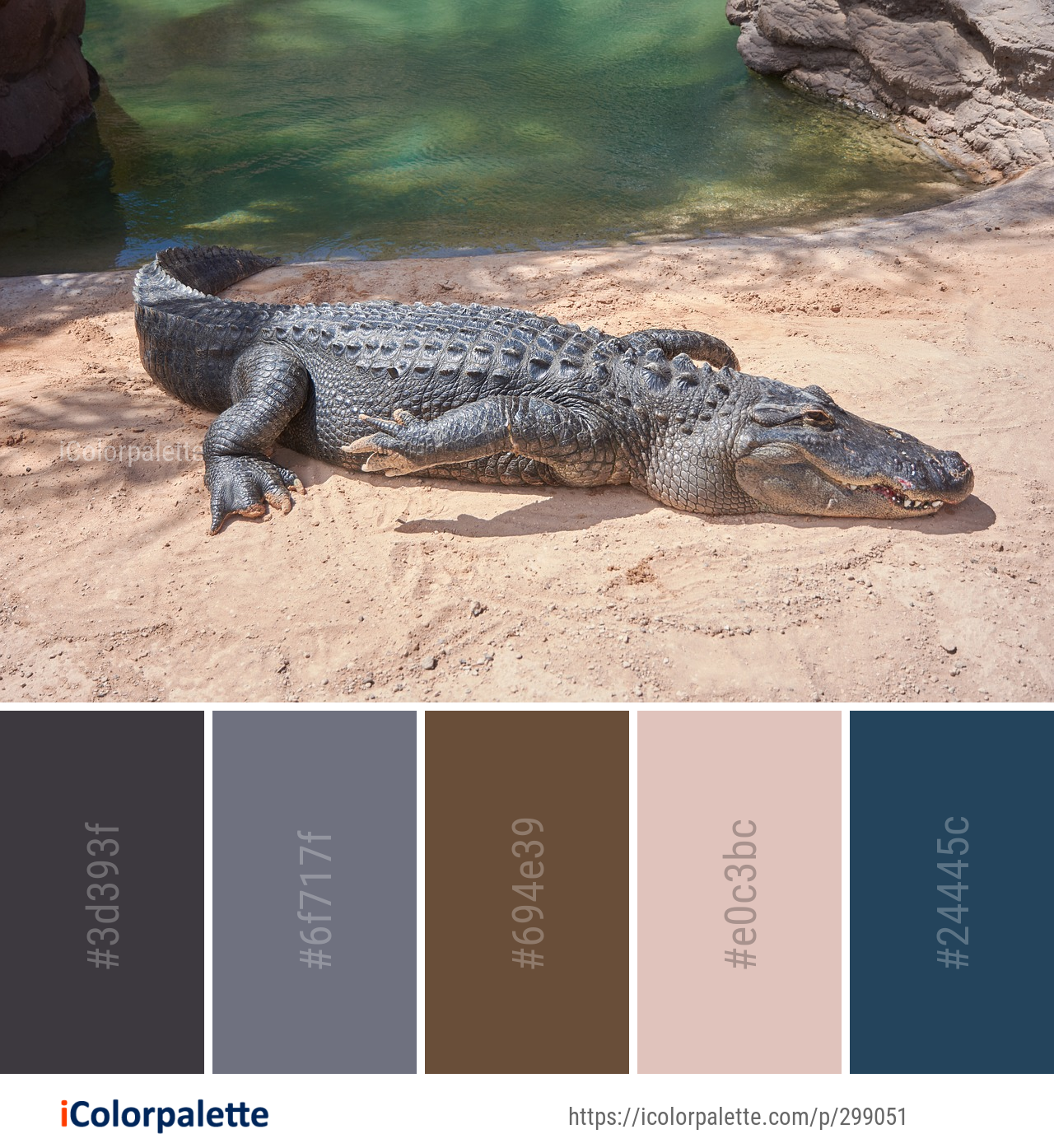 Color Palette Ideas from Crocodilia Crocodile Alligator Image ...