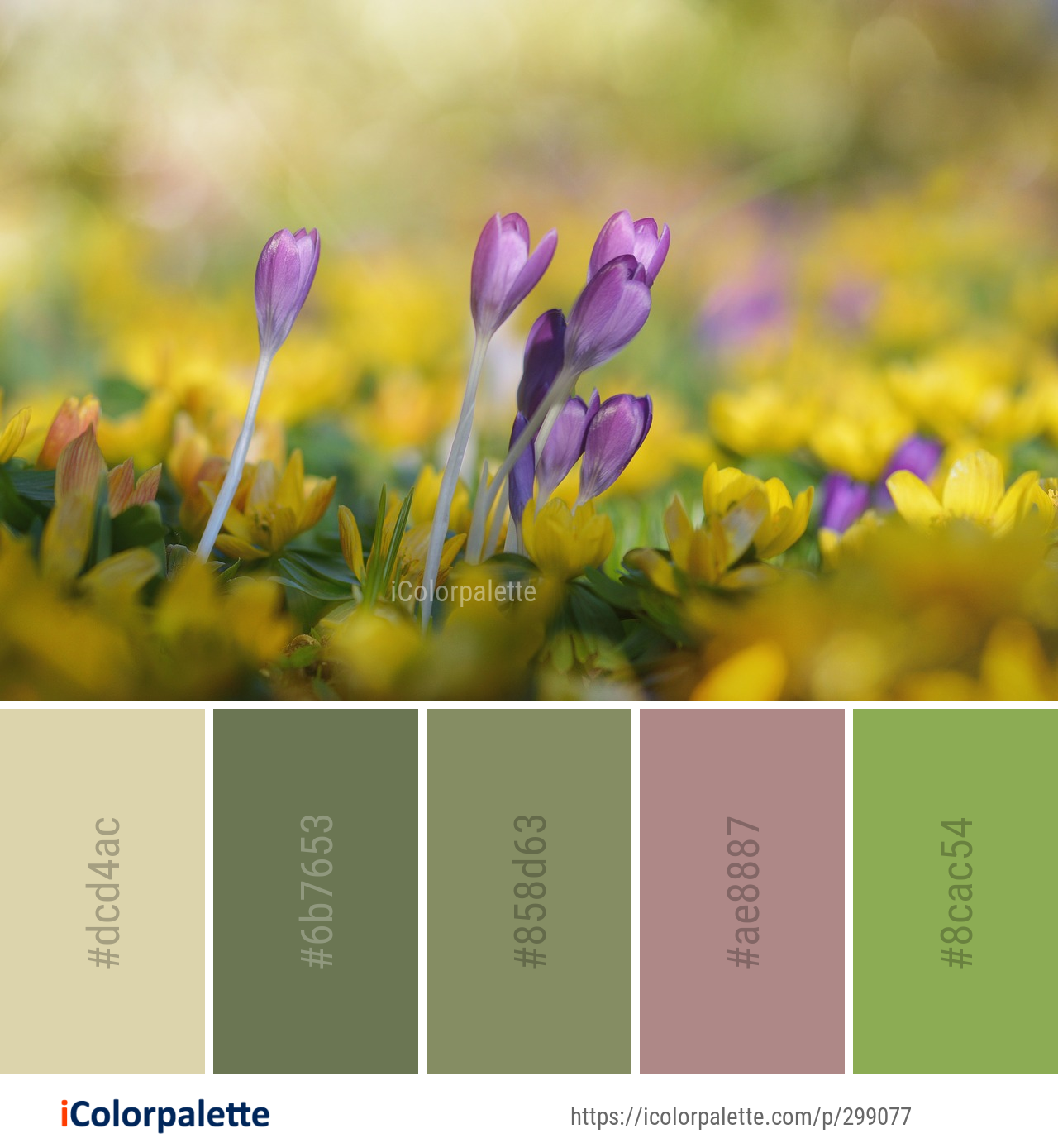 Color Palette Ideas from Flower Yellow Crocus Image | iColorpalette