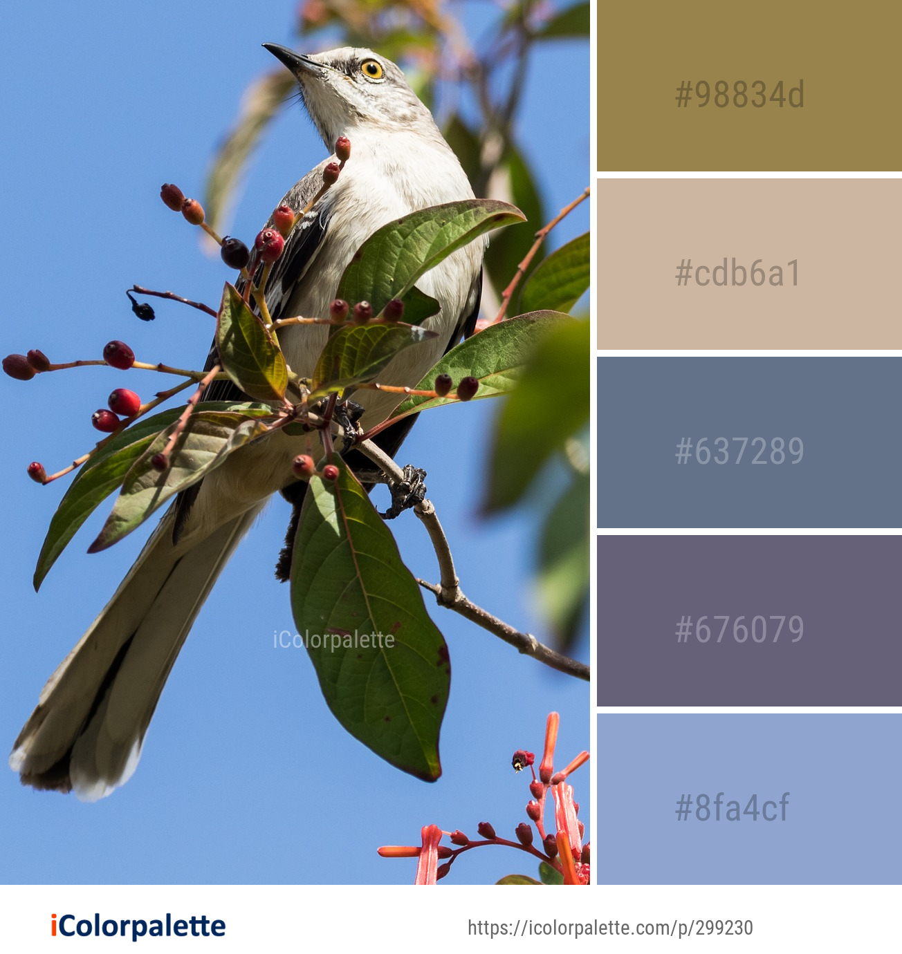 Color Palette Ideas from Bird Fauna Beak Image | iColorpalette