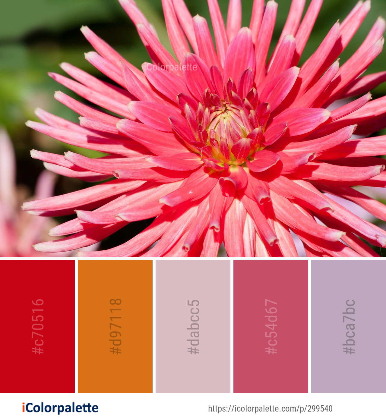 Color Palette Ideas from Flower Pink Flora Image | iColorpalette