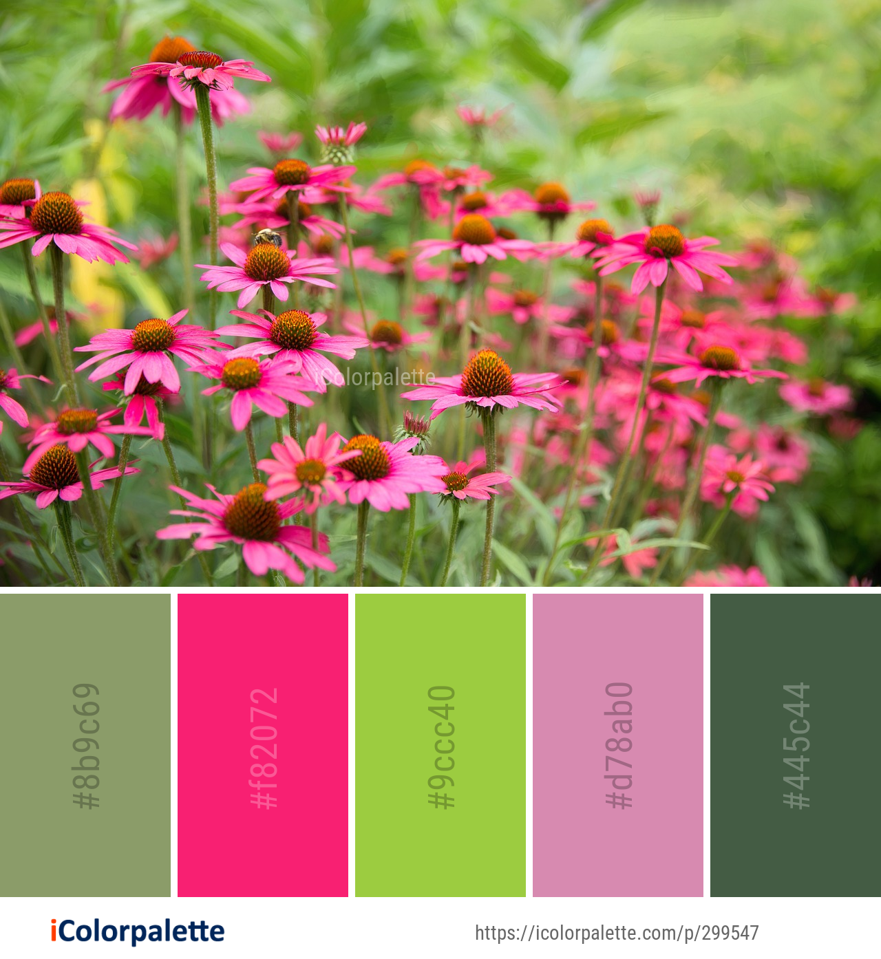 Color Palette Ideas from Flower Plant Coneflower Image | iColorpalette
