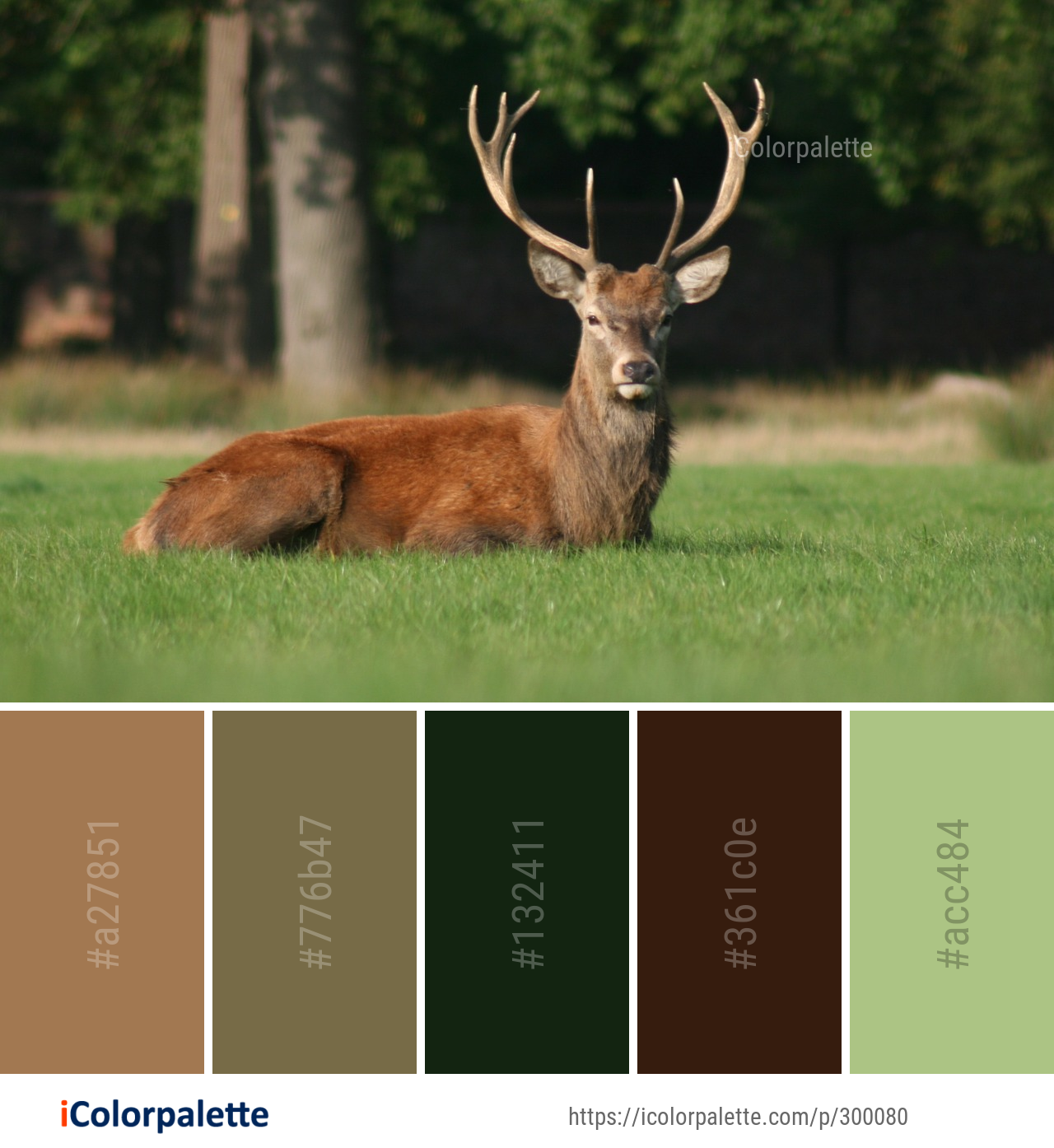 Color Palette Ideas from Wildlife Deer Fauna Image | iColorpalette