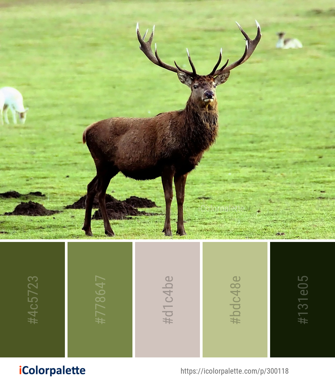 Color Palette Ideas from Wildlife Deer Fauna Image | iColorpalette
