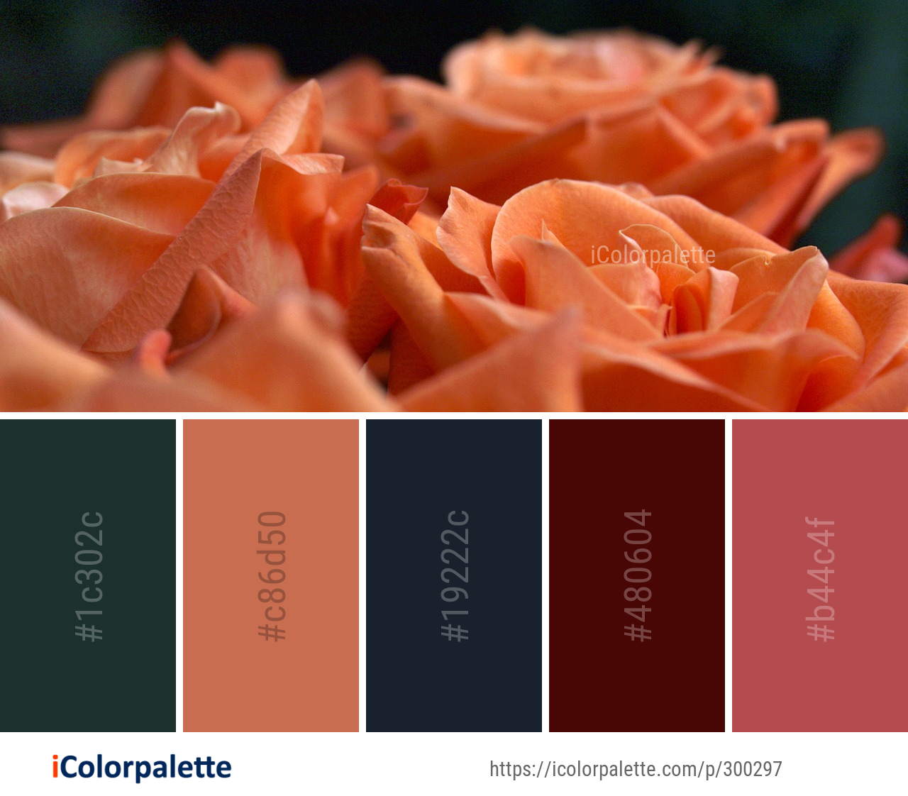 Color Palette Ideas from Flower Orange Petal Image | iColorpalette