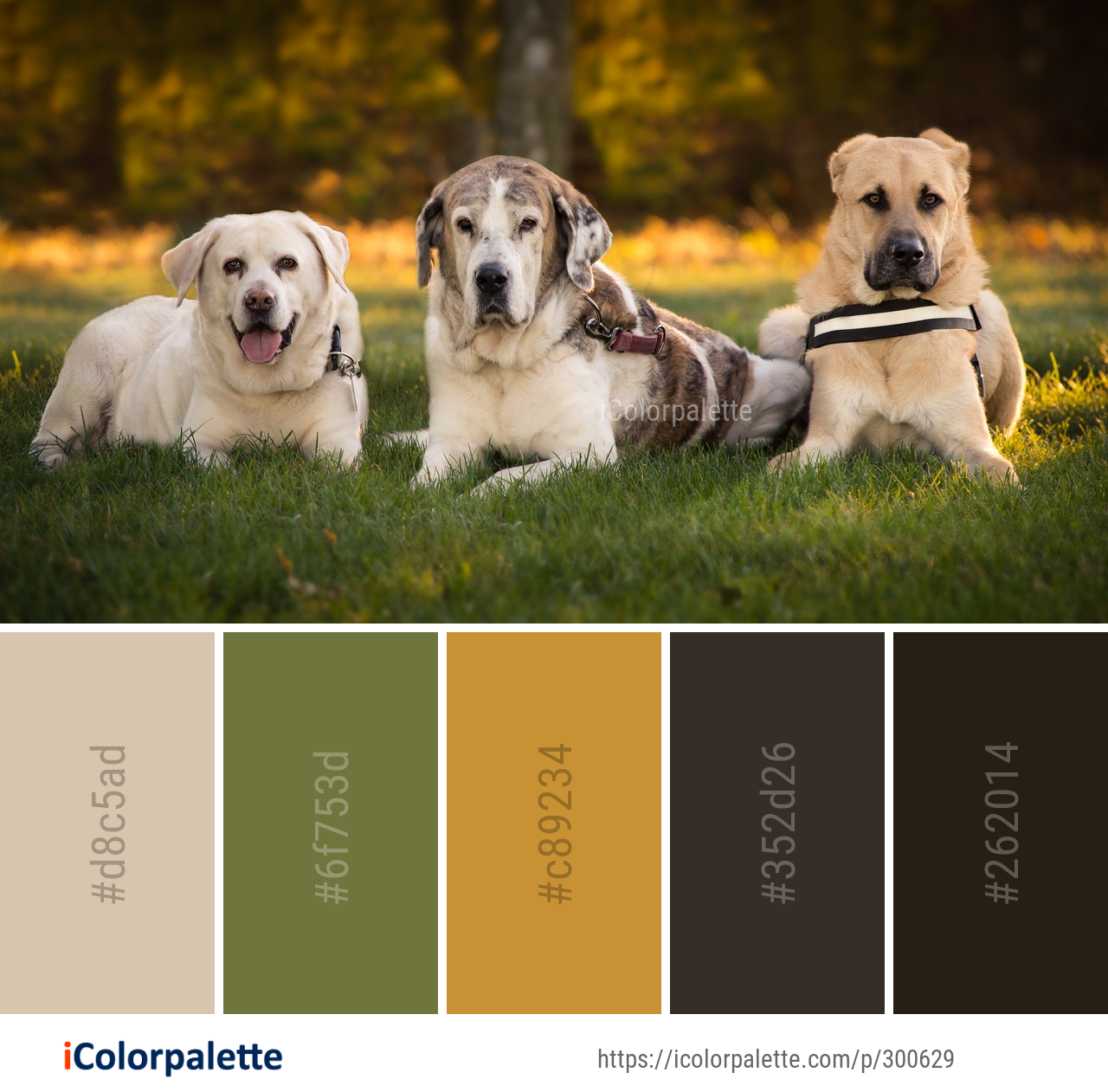 Color Palette Ideas from Dog Breed Like Mammal Image | iColorpalette