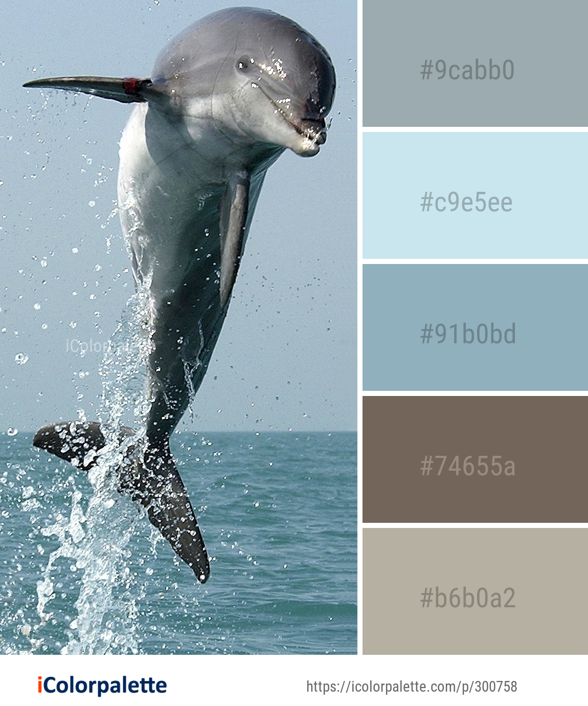 Color Palette Ideas from Dolphin Marine Mammal Water Image | iColorpalette