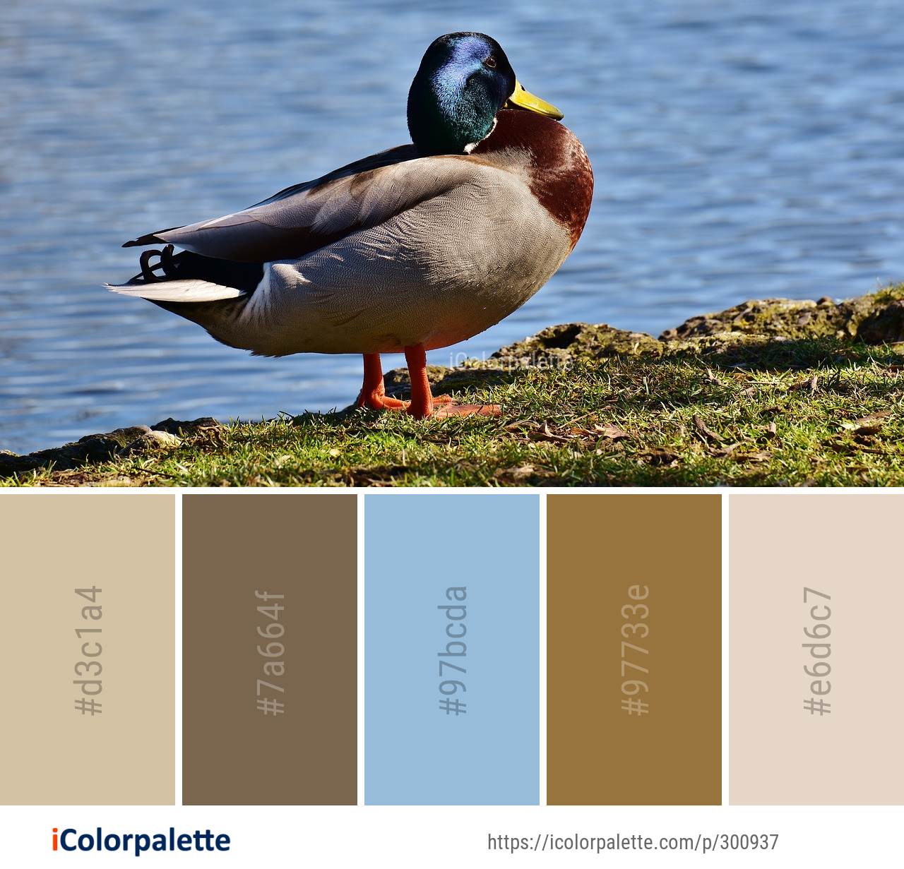 Color Palette Ideas from Bird Duck Mallard Image | iColorpalette