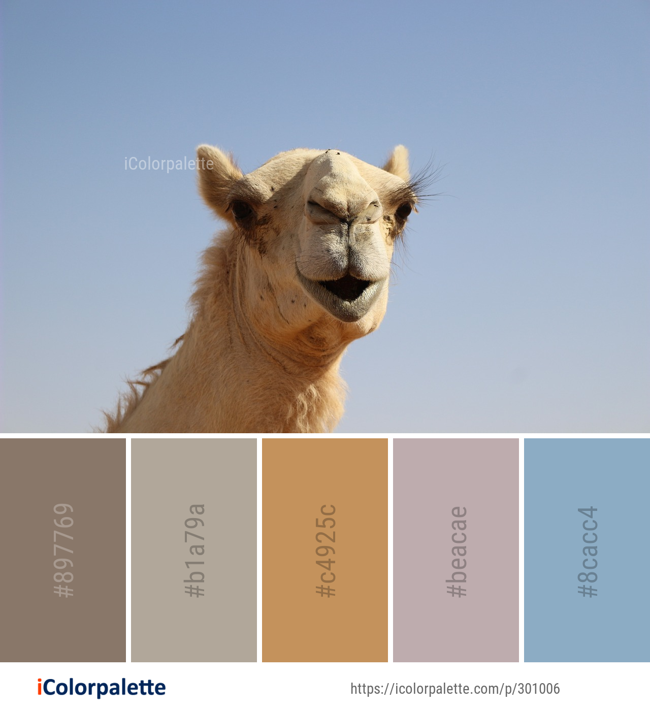 Color Palette Ideas from Camel Like Mammal Image | iColorpalette