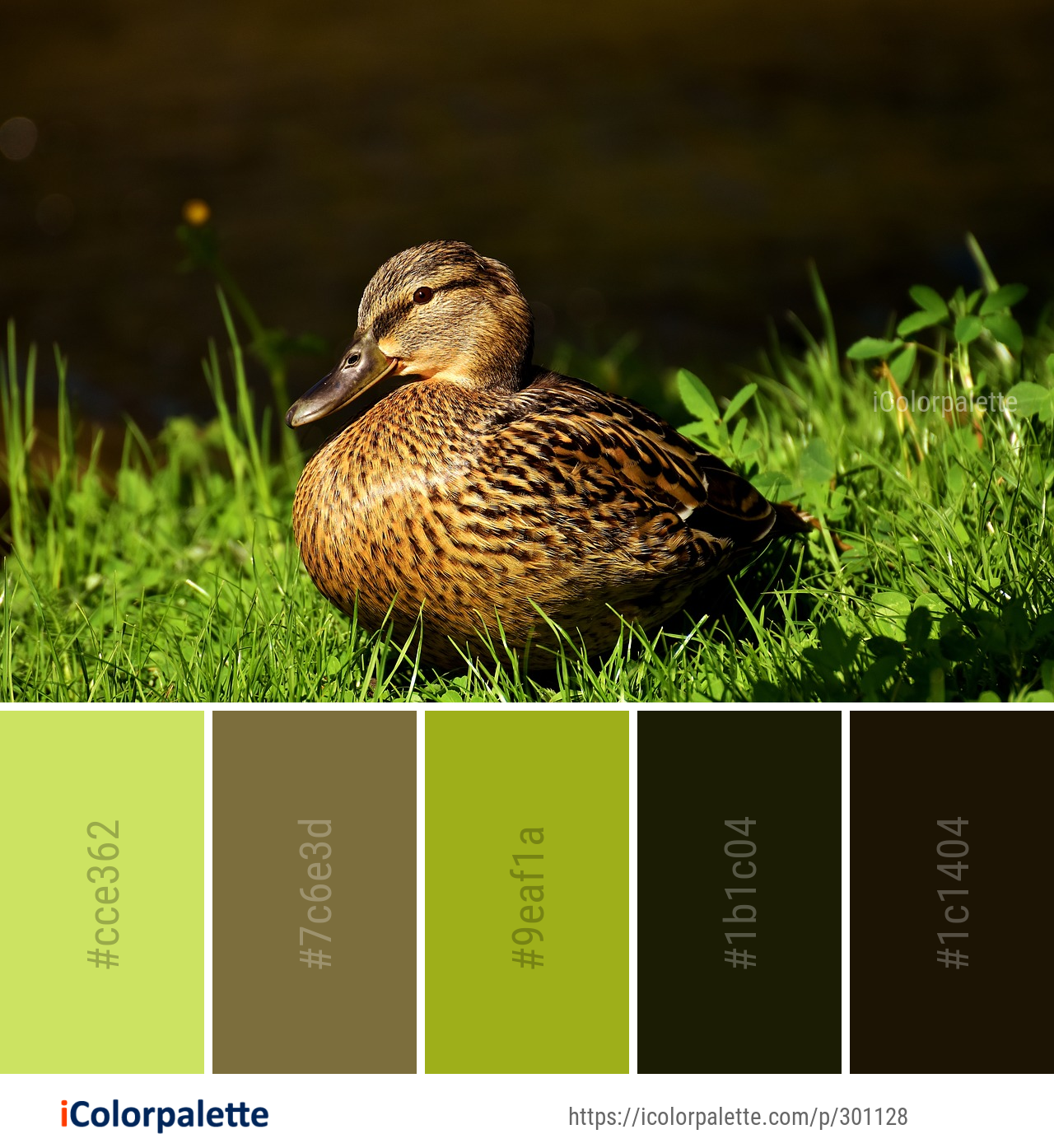 Color Palette Ideas from Bird Duck Mallard Image | iColorpalette
