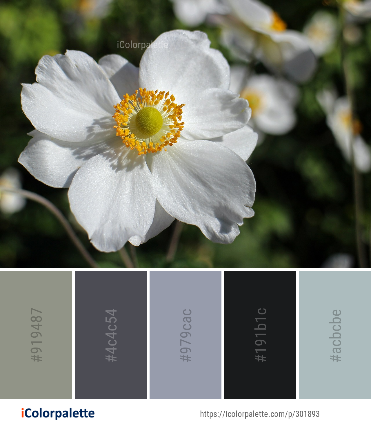 Color Palette Ideas from Flower White Flora Image | iColorpalette