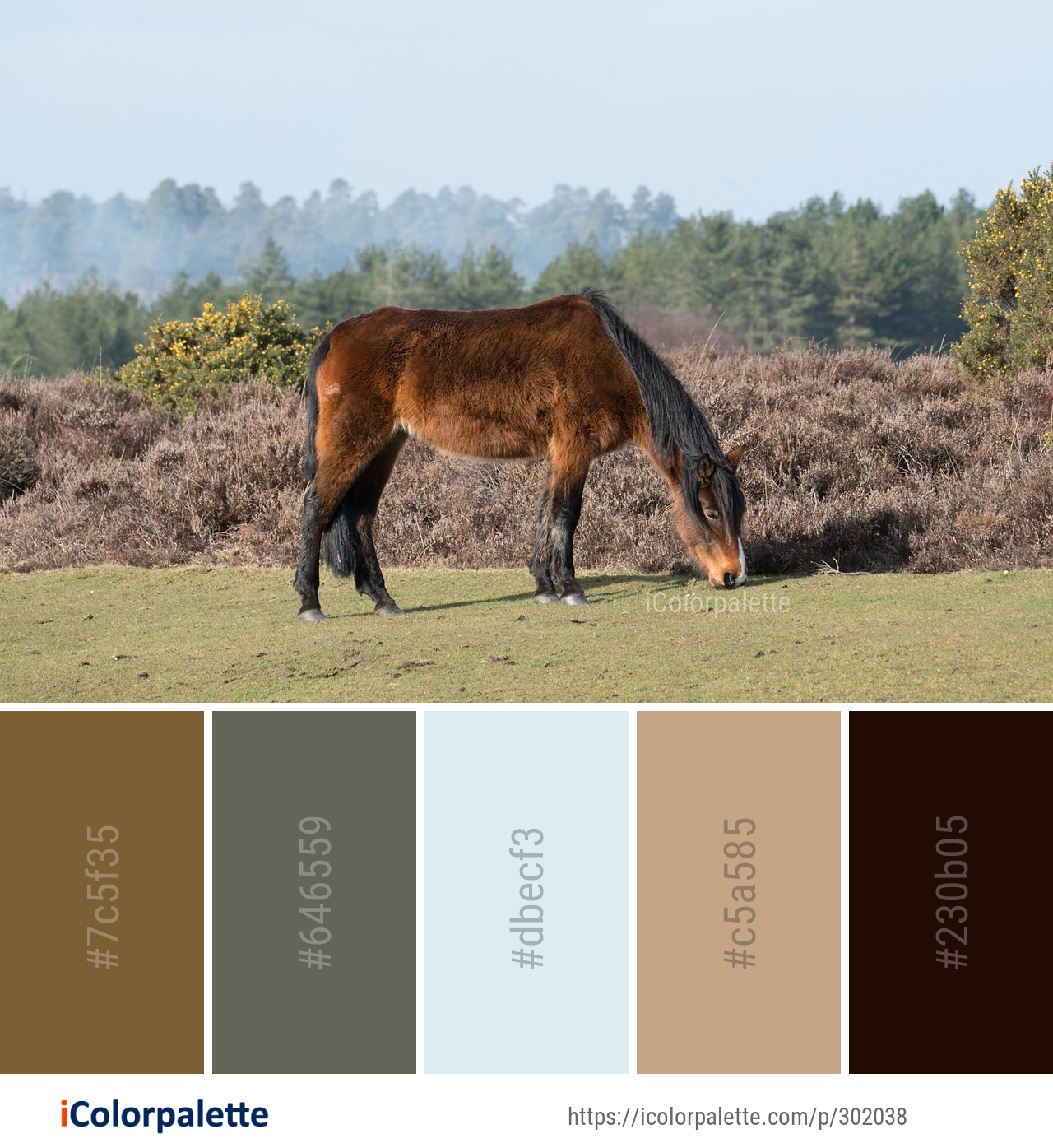 Color Palette Ideas from Horse Pasture Grassland Image | iColorpalette
