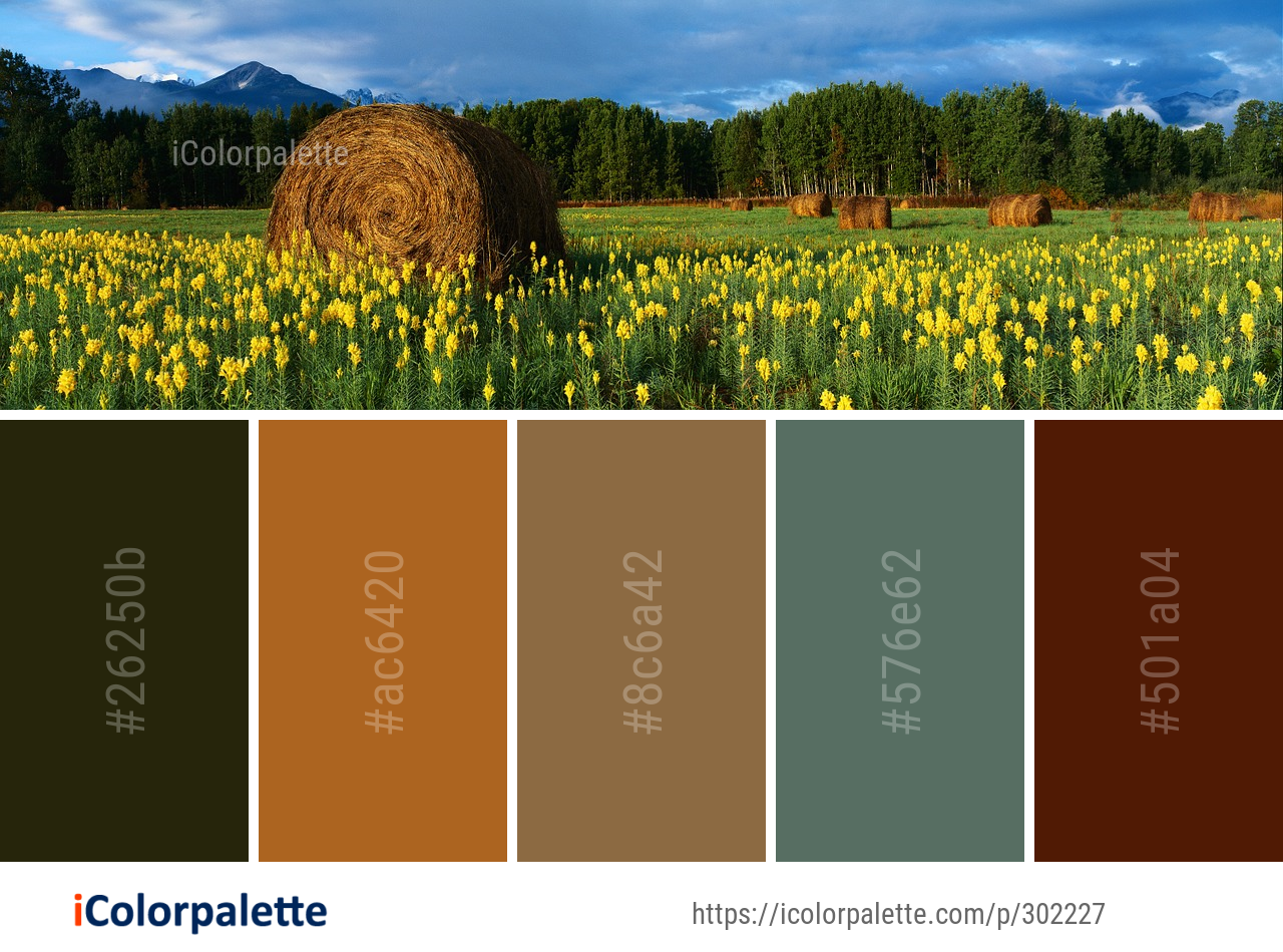 Color Palette Ideas from Grassland Ecosystem Field Image | iColorpalette