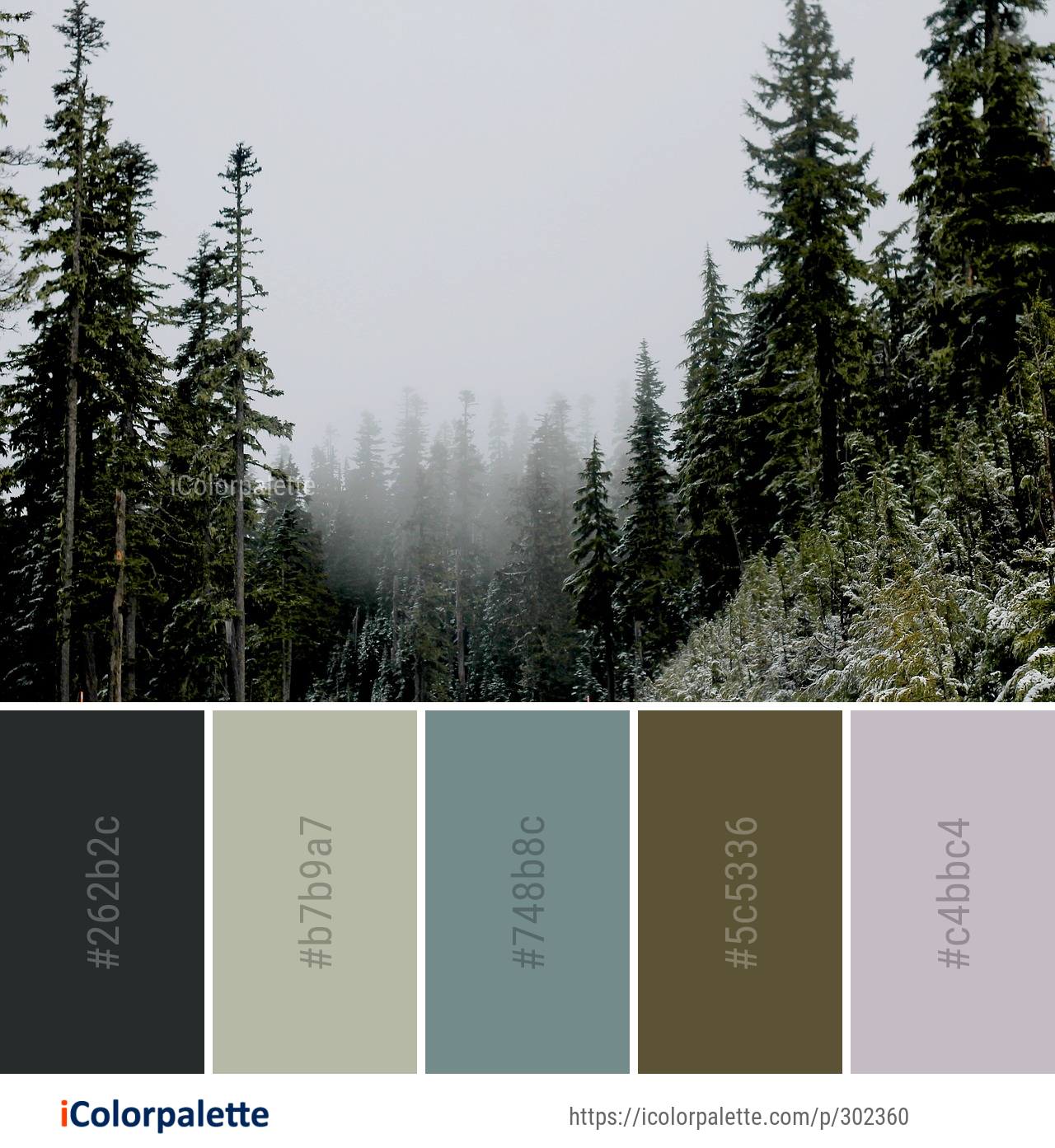 Color Palette Ideas from Spruce Fir Forest Ecosystem Nature Image ...