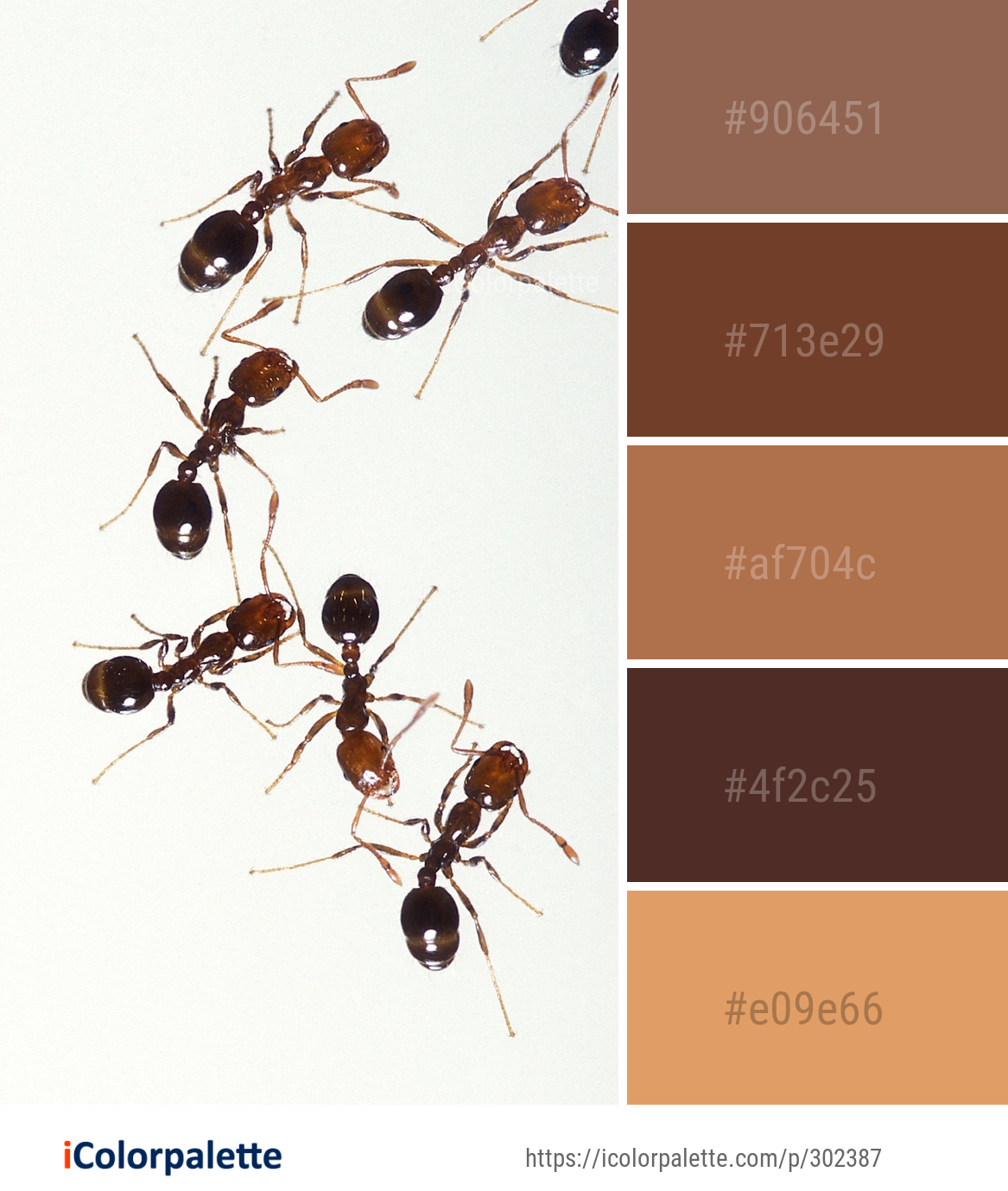 4 Ant Color Palette ideas in 2025 | iColorpalette