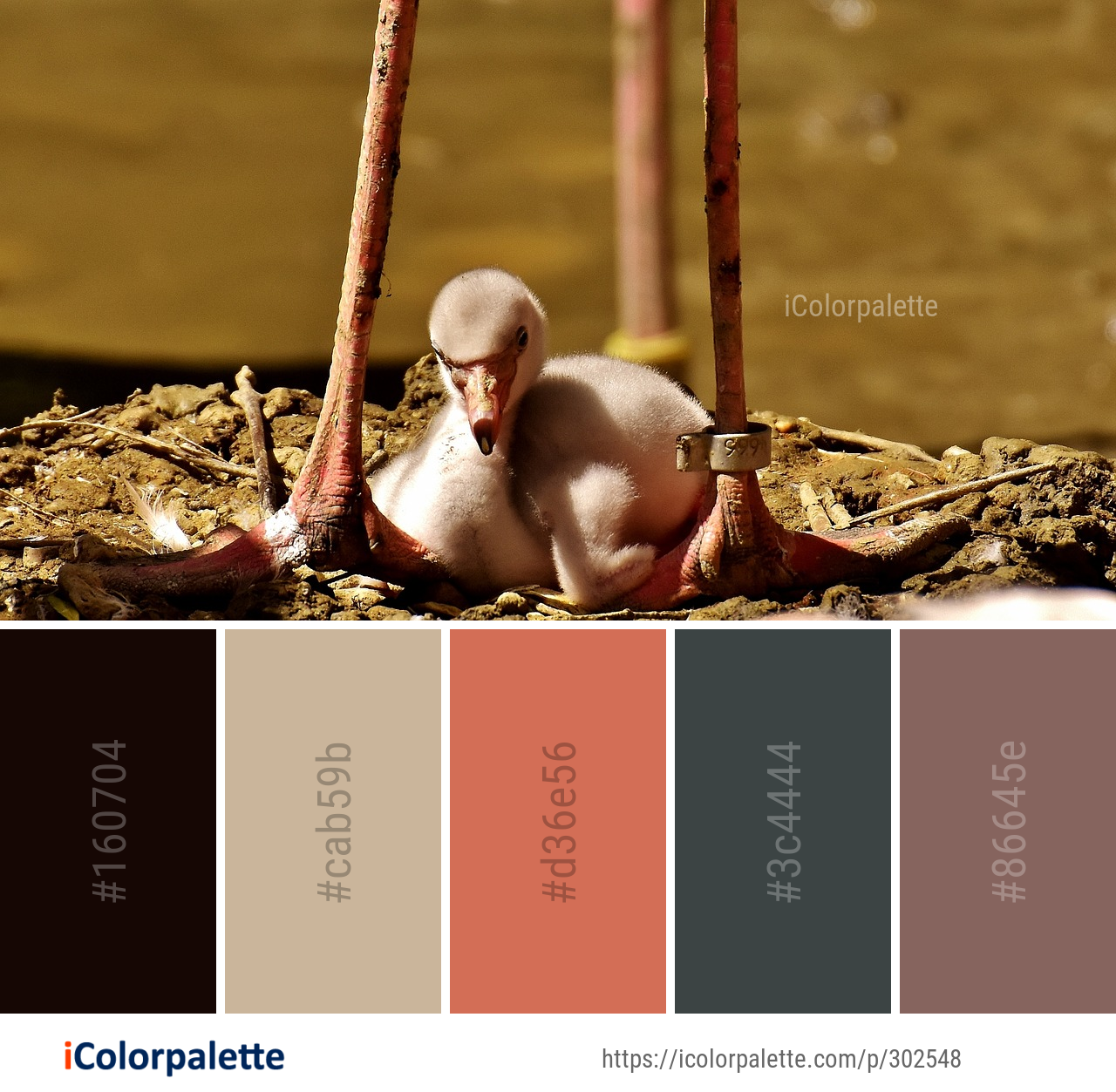 Color Palette Ideas from Colorful Image | iColorpalette