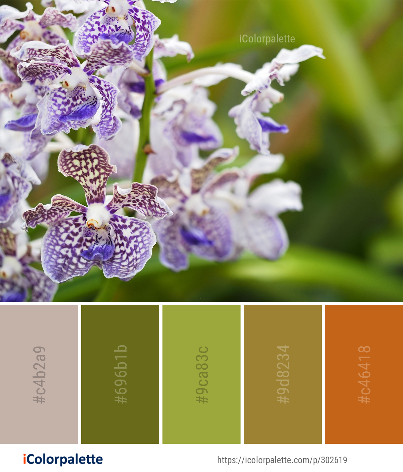 39 Nepeta Color Palette ideas in 2025 | iColorpalette