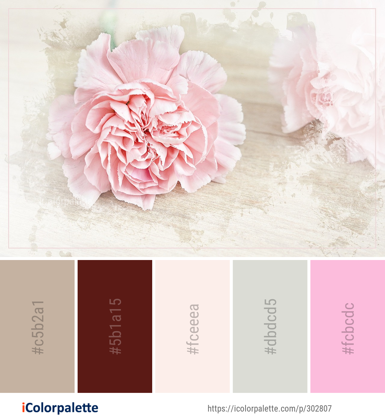 Color Palette Ideas from Flower Pink Rose Family Image | iColorpalette