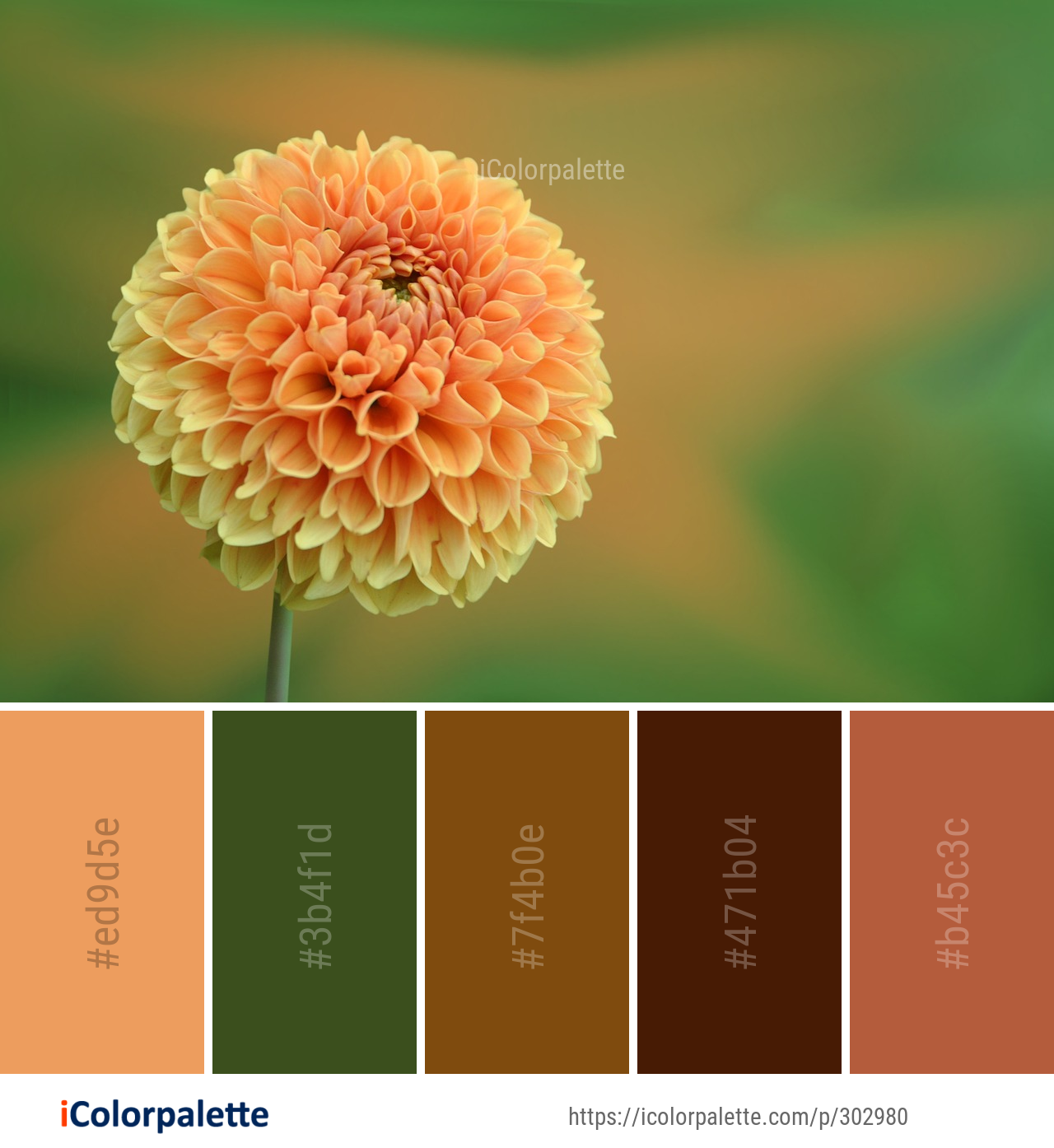 Color Palette Ideas from Flower Petal Close Up Image | iColorpalette