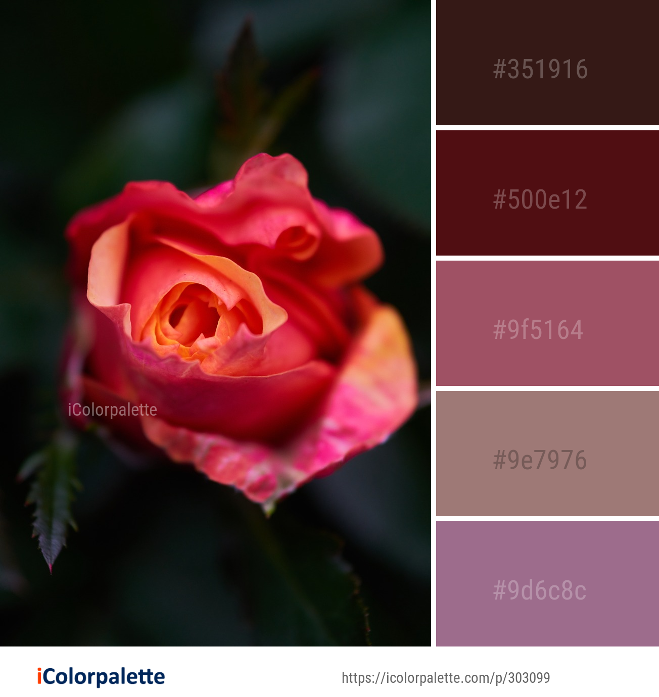 Color Palette Ideas from Flower Rose Family Image | iColorpalette