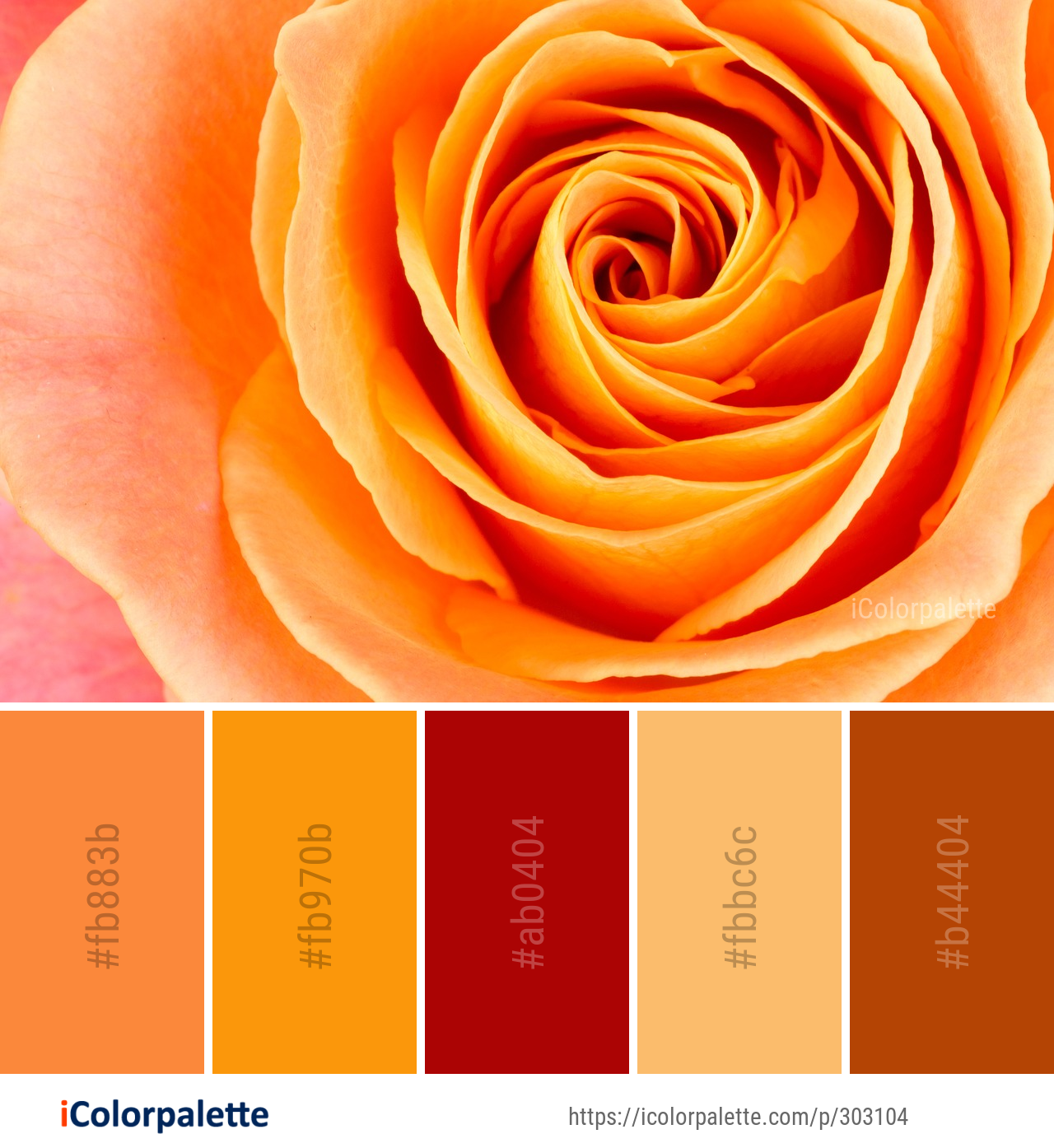 Color Palette Ideas from Flower Rose Orange Image | iColorpalette