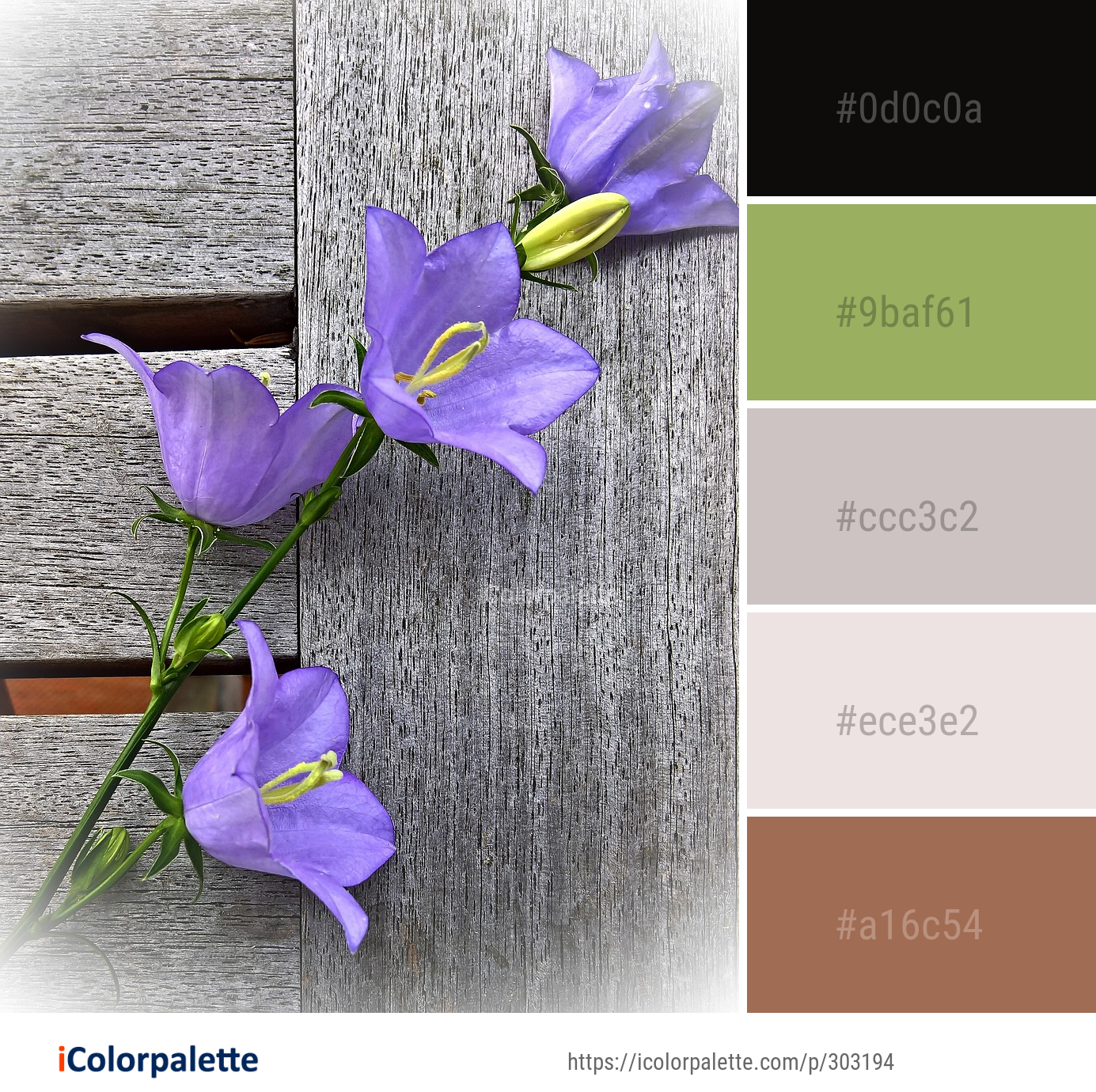 Color Palette Ideas from Flower Blue Violet Image | iColorpalette
