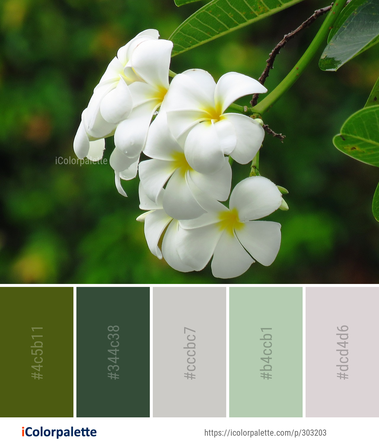 Color Palette Ideas from Flower White Plant Image | iColorpalette