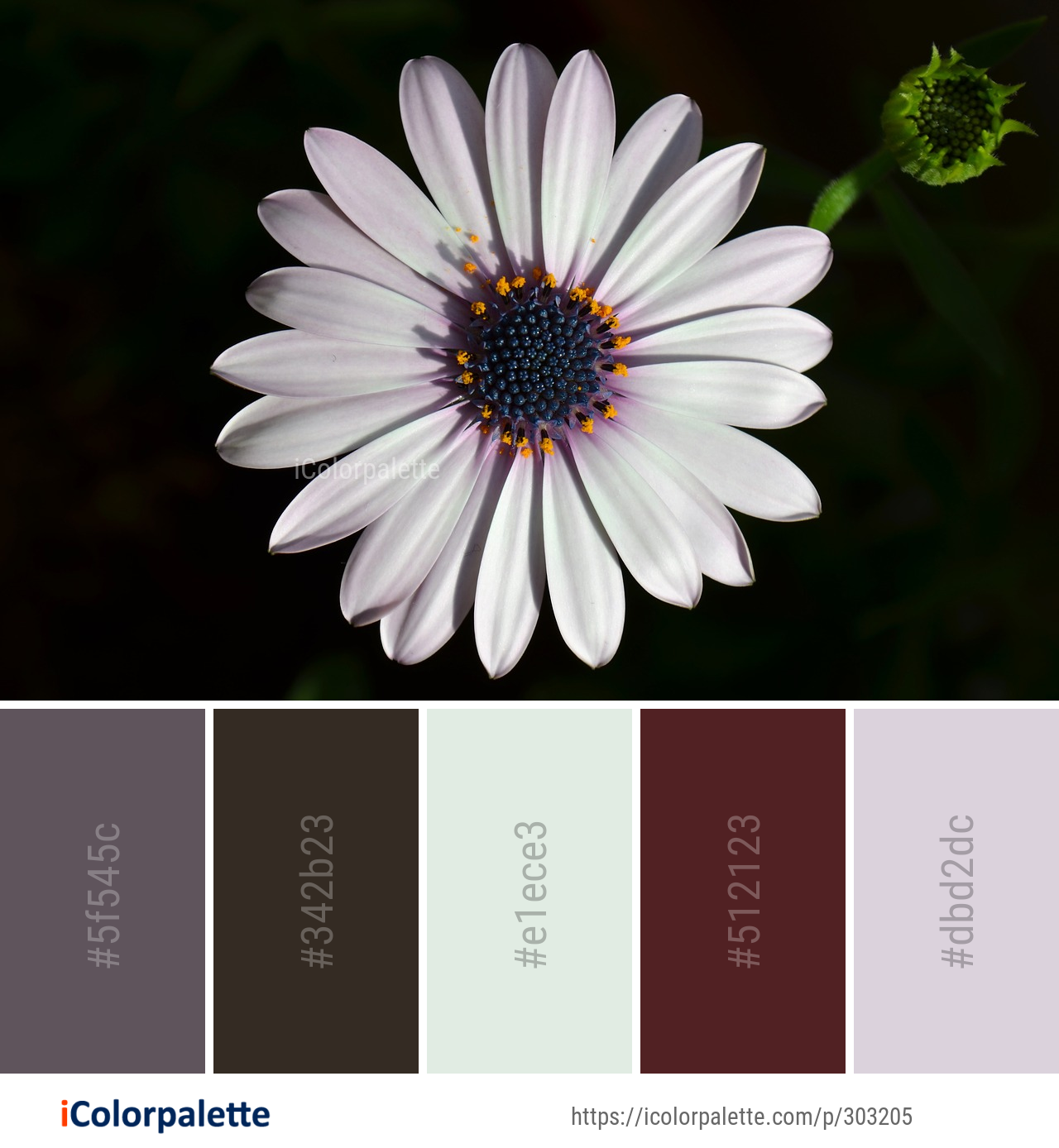 Color Palette Ideas from Flower Flora Daisy Image | iColorpalette