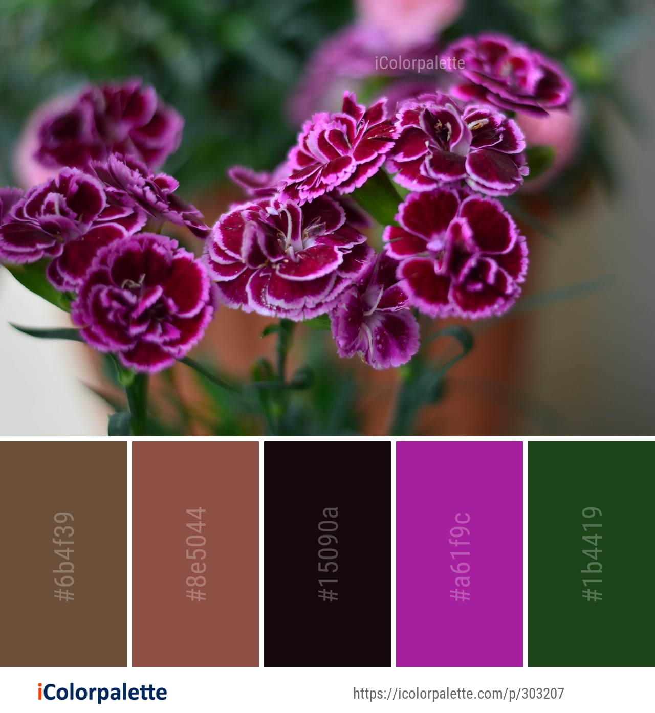 33 Carnation Color Palette ideas in 2025 | iColorpalette