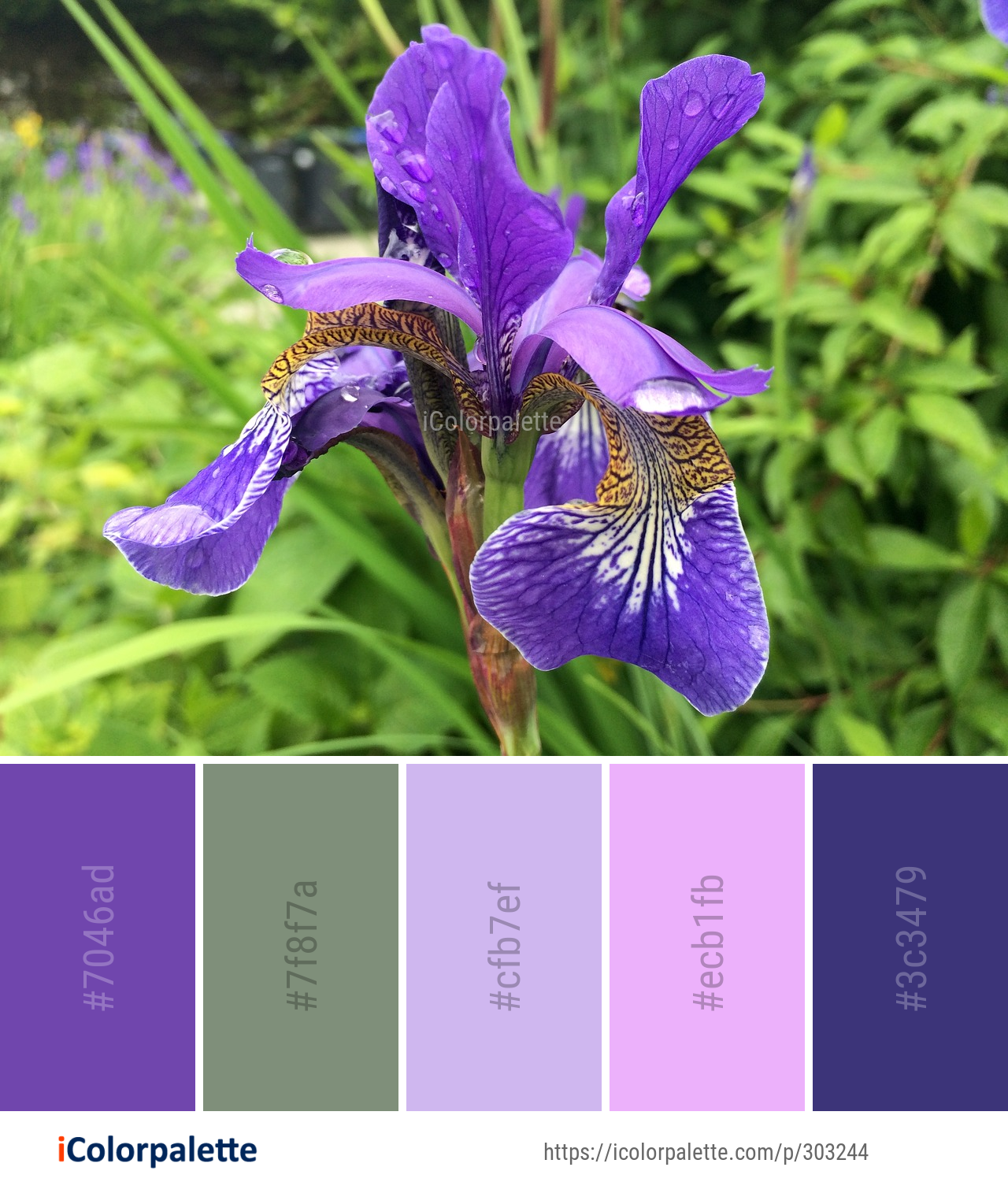 Color Palette Ideas from Flower Plant Iris Versicolor Image | iColorpalette