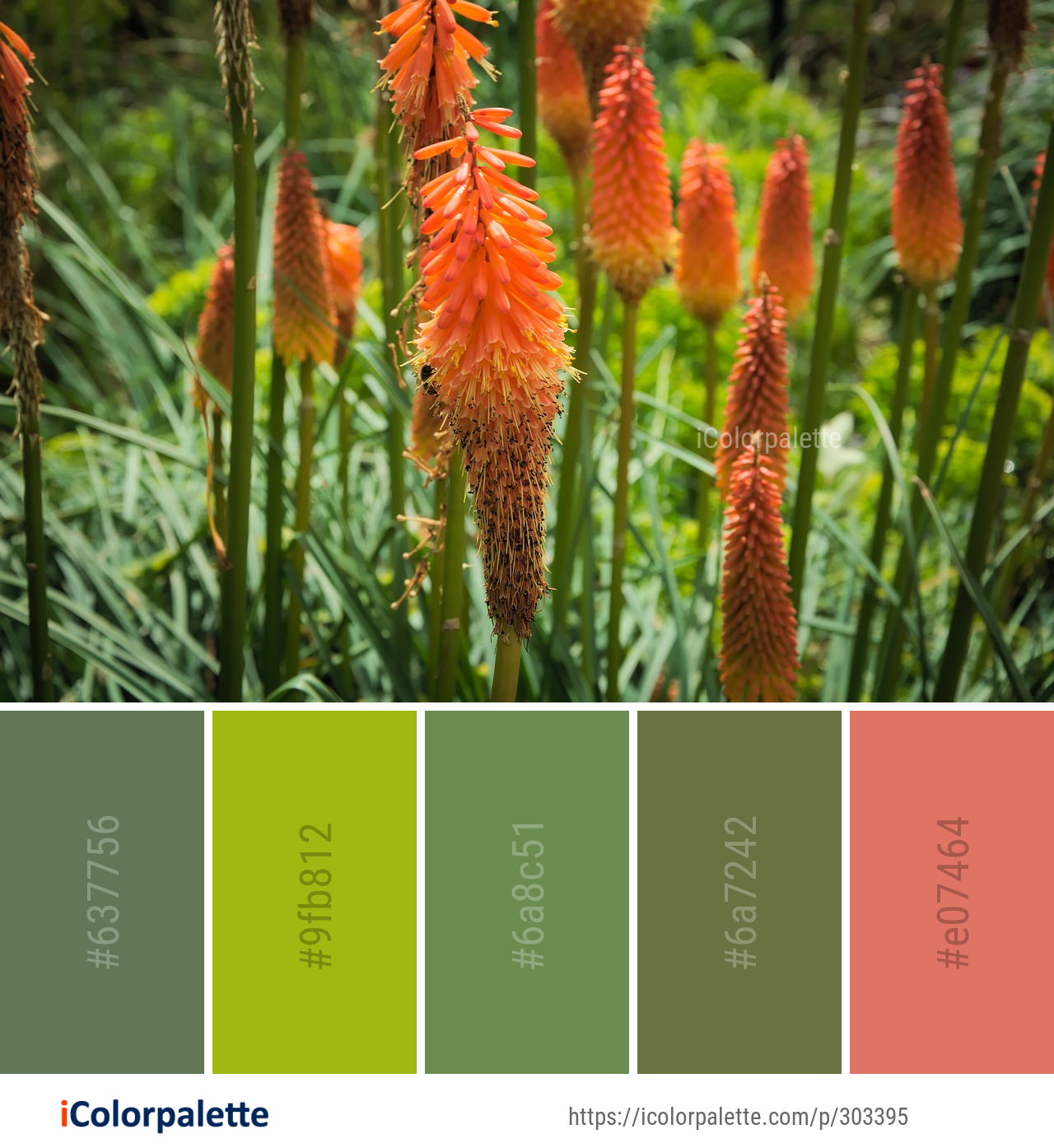 Color Palette Ideas from Torch Lily Plant Flower Image | iColorpalette