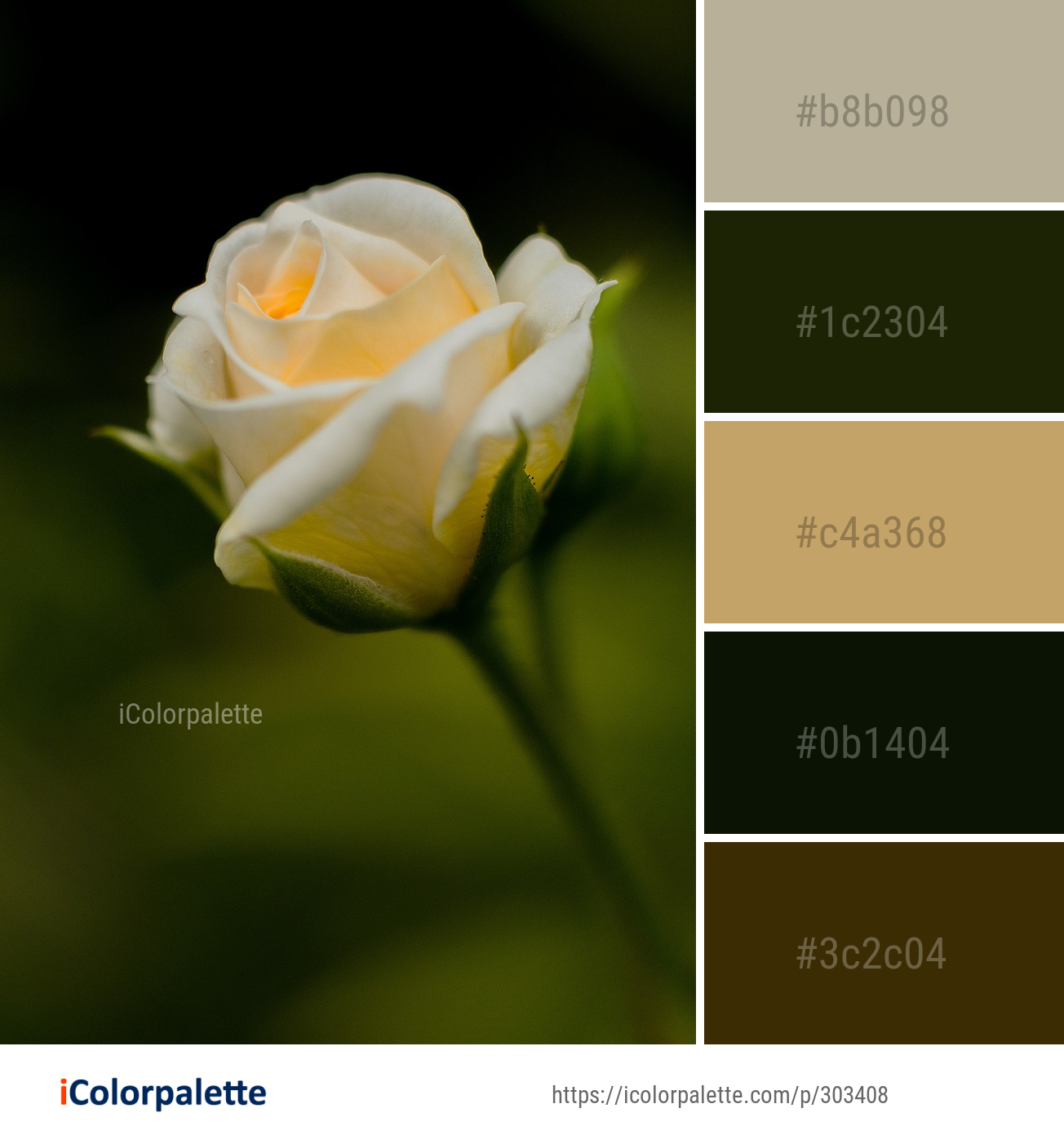 Color Palette Ideas from Flower Rose Family White Image | iColorpalette