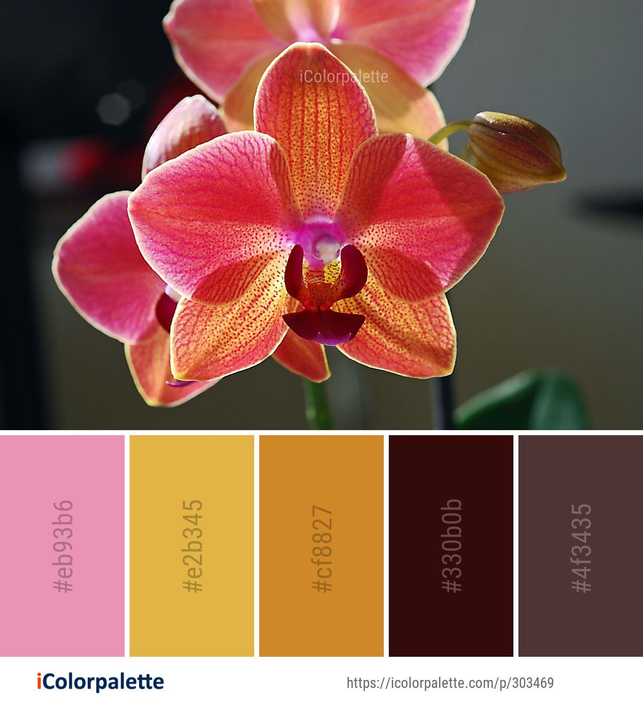 Color Palette Ideas from Flower Flora Flowering Plant Image | iColorpalette