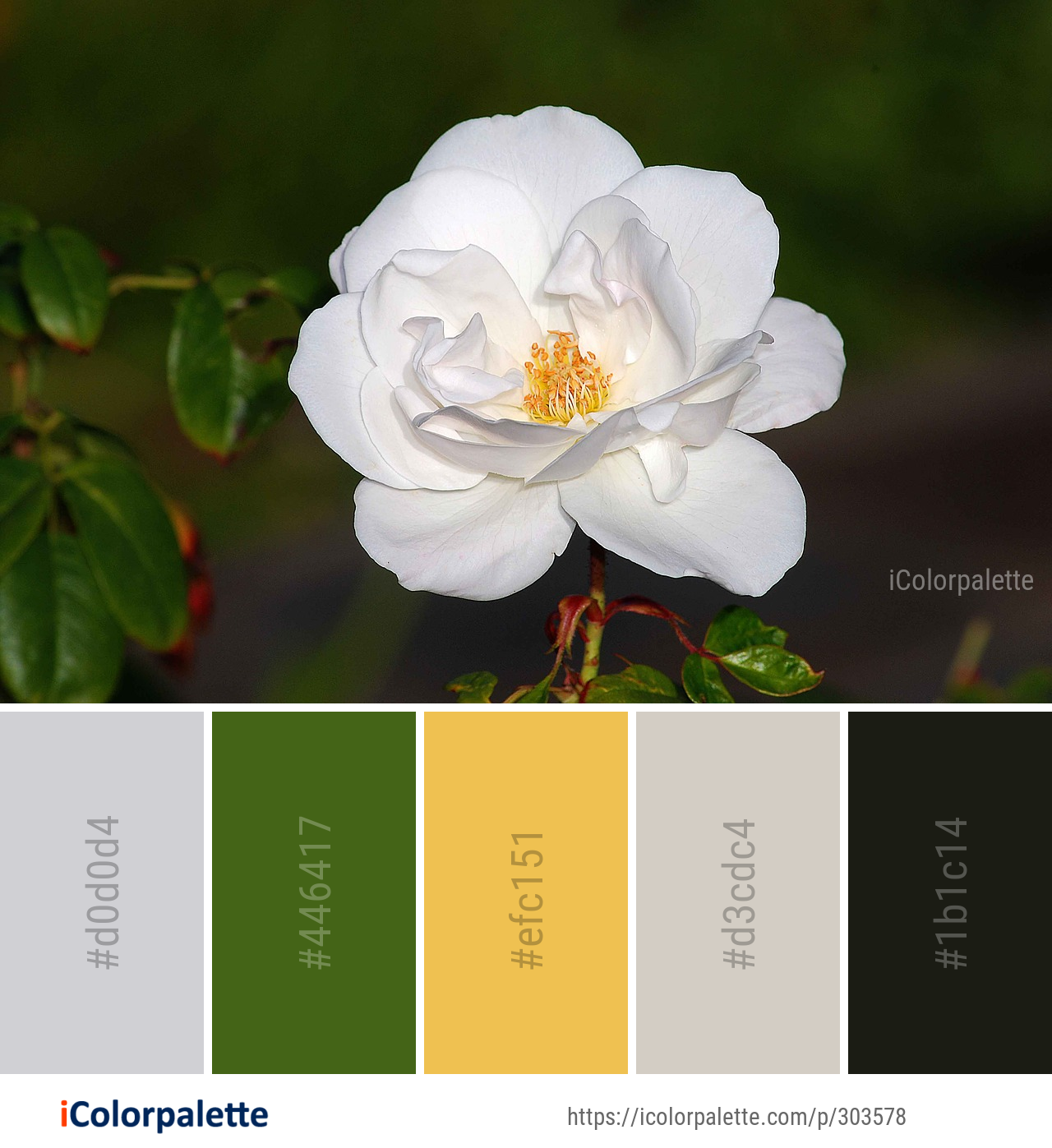 Color Palette Ideas from Flower White Rose Family Image | iColorpalette