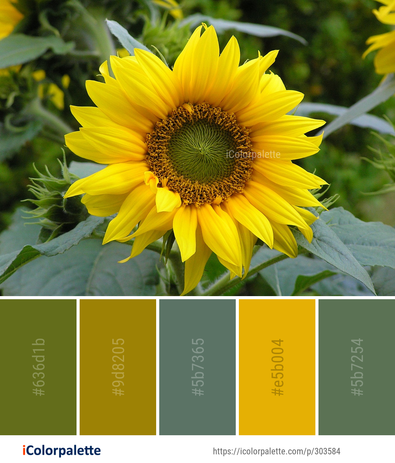 Color Palette Ideas from Flower Sunflower Yellow Image | iColorpalette