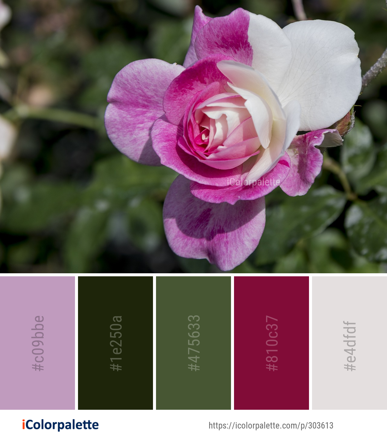 Color Palette Ideas from Flower Rose Family Image | iColorpalette