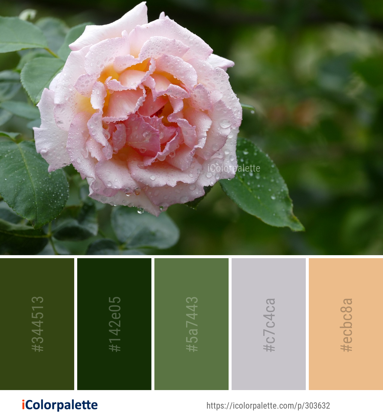 Color Palette Ideas from Flower Rose Family Image | iColorpalette