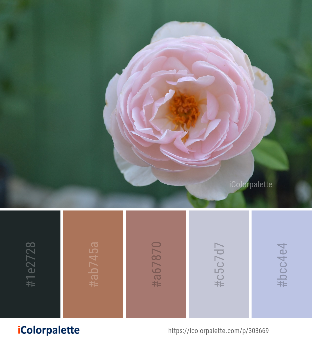 Color Palette Ideas from Flower Rose Family Image | iColorpalette