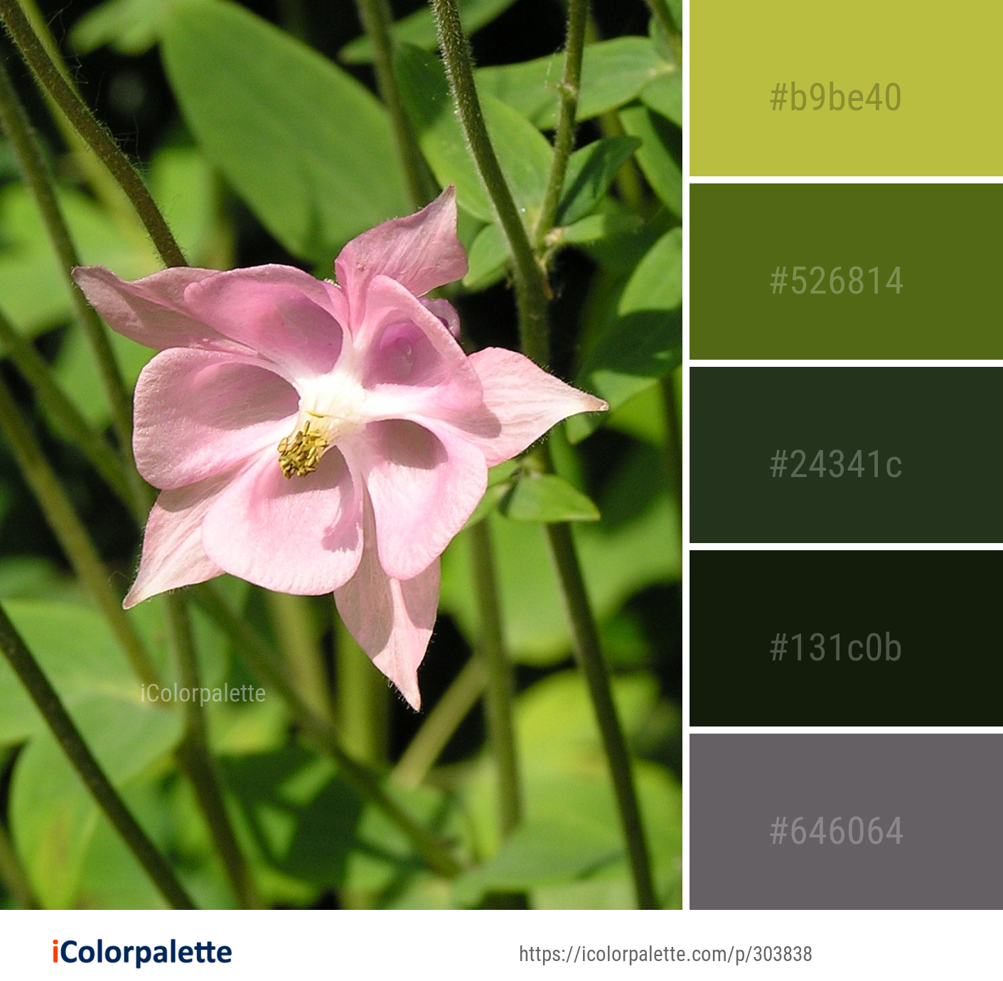 17 Columbine Color Palette ideas in 2025 | iColorpalette