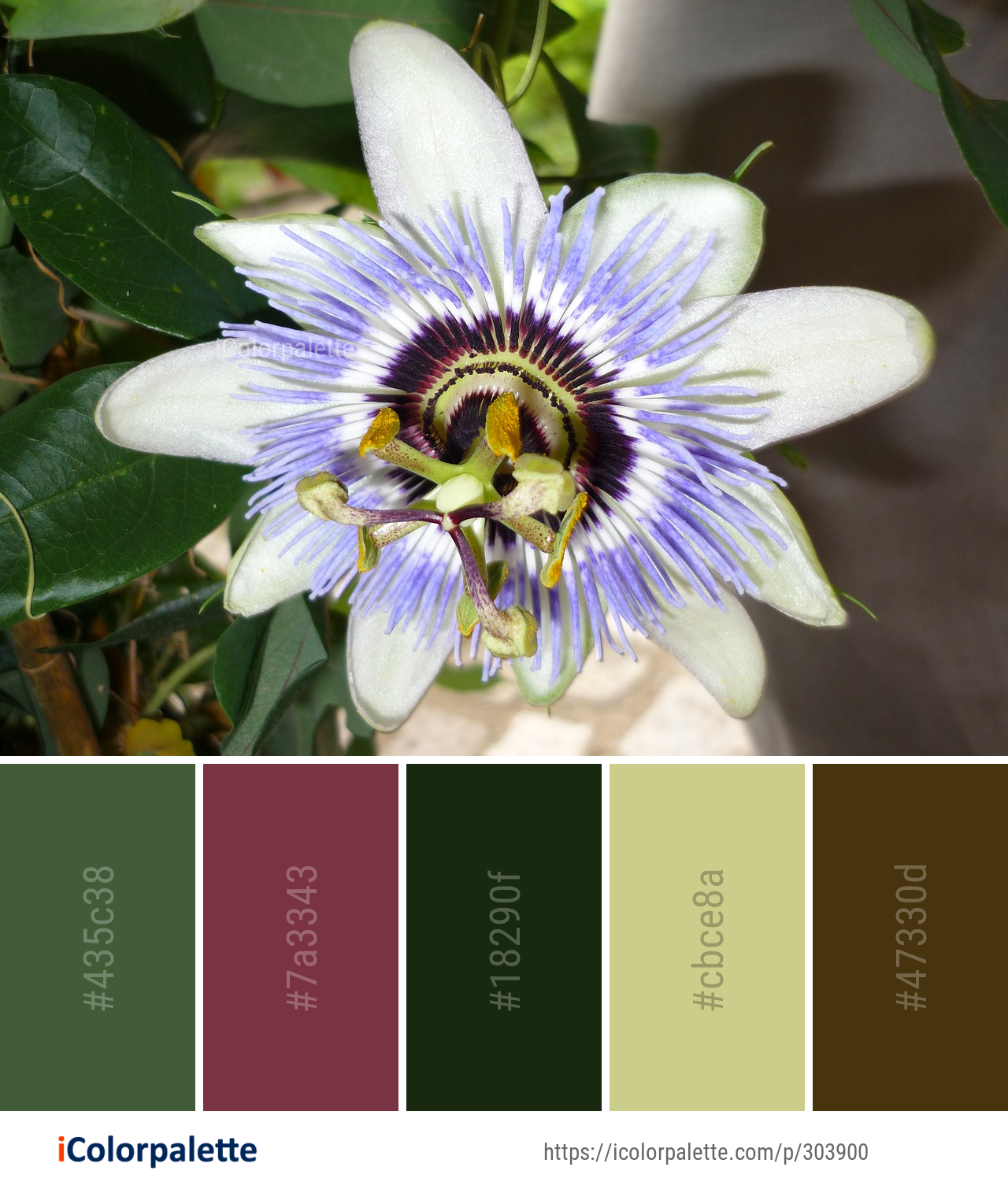 17 Passion Flower Family Color Palette ideas in 2025 | iColorpalette