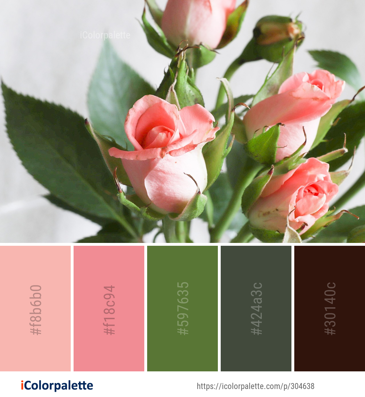 Color Palette Ideas from Flower Rose Family Image | iColorpalette