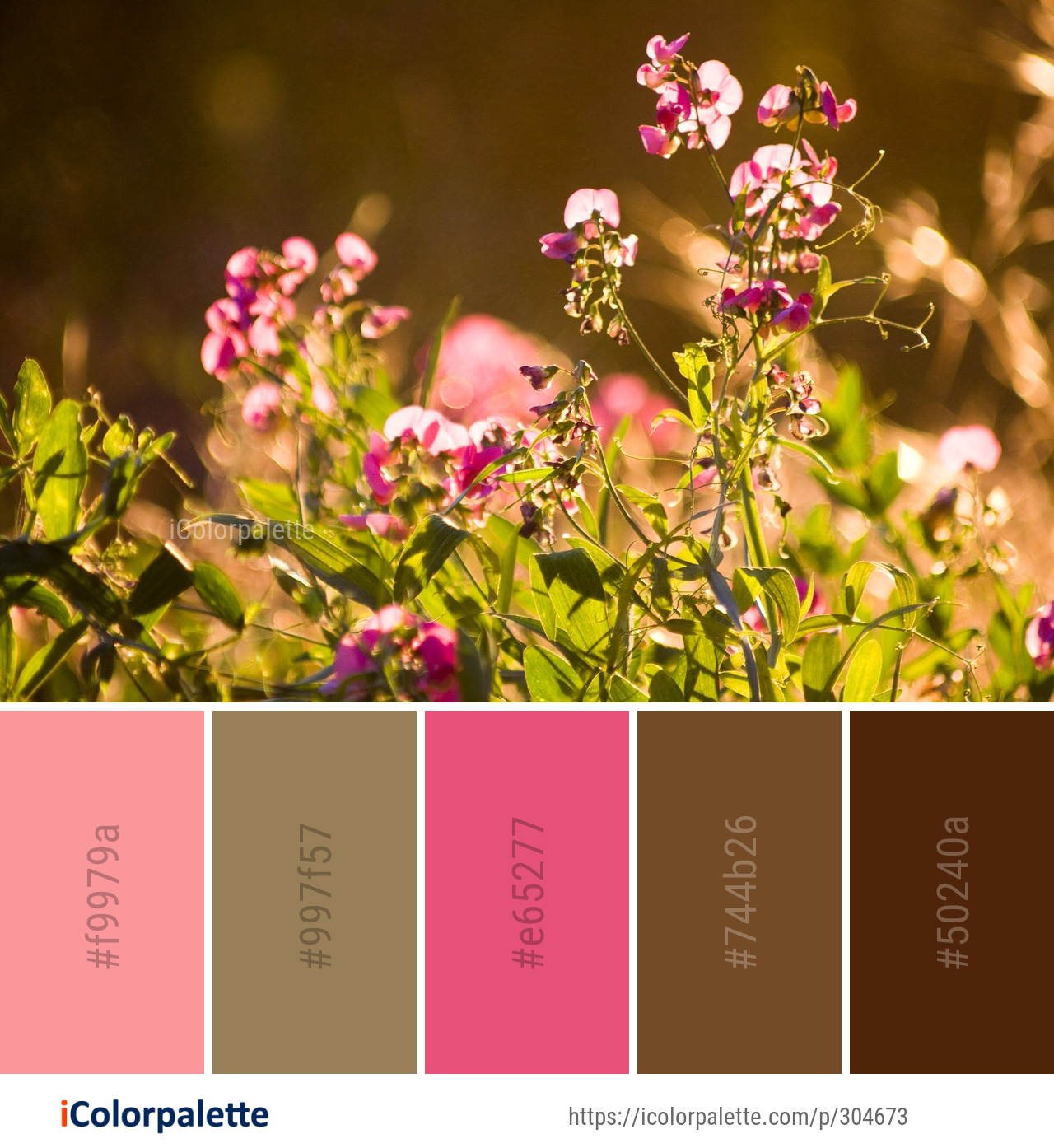 Color Palette Ideas from Flower Pink Flora Image | iColorPalette