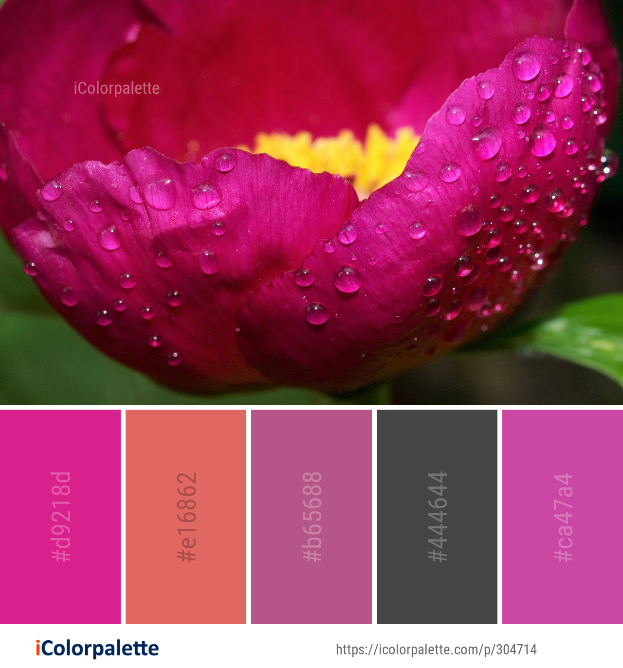 Color Palette Ideas from Pink Flower Flora Image | iColorpalette