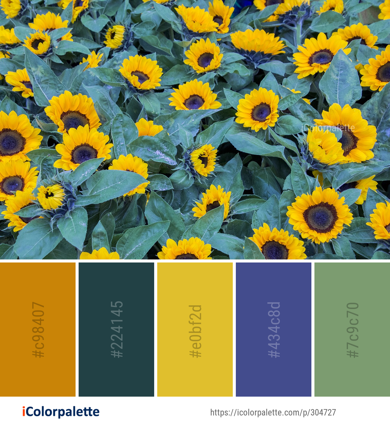 Color Palette Ideas from Flower Sunflower Plant Image | iColorpalette