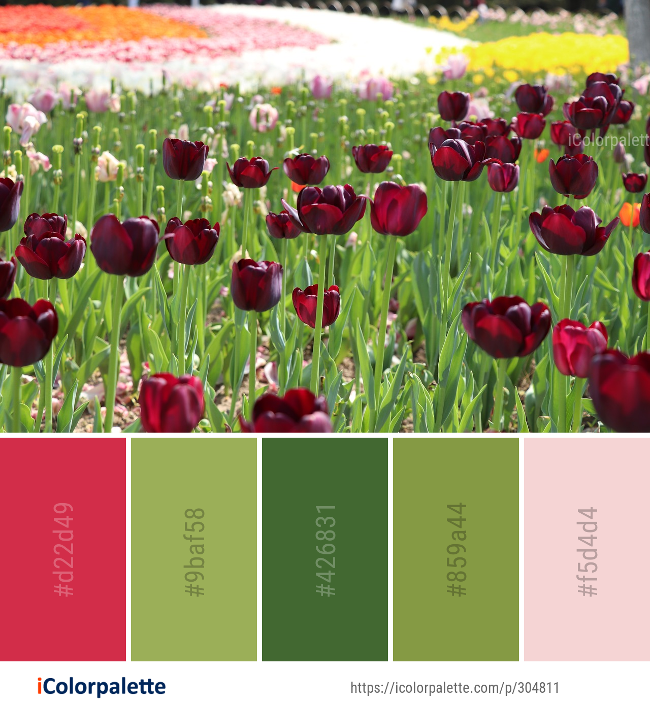 Color Palette Ideas from Flower Plant Flowering Image | iColorpalette