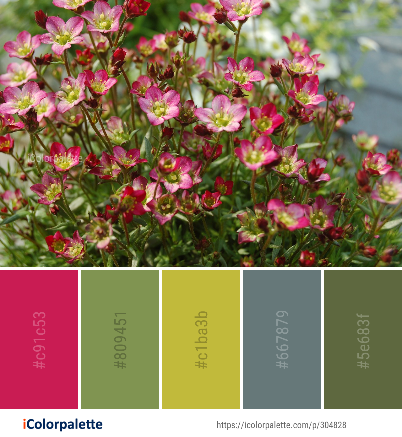 Color Palette Ideas from Plant Flower Flowering Image | iColorpalette